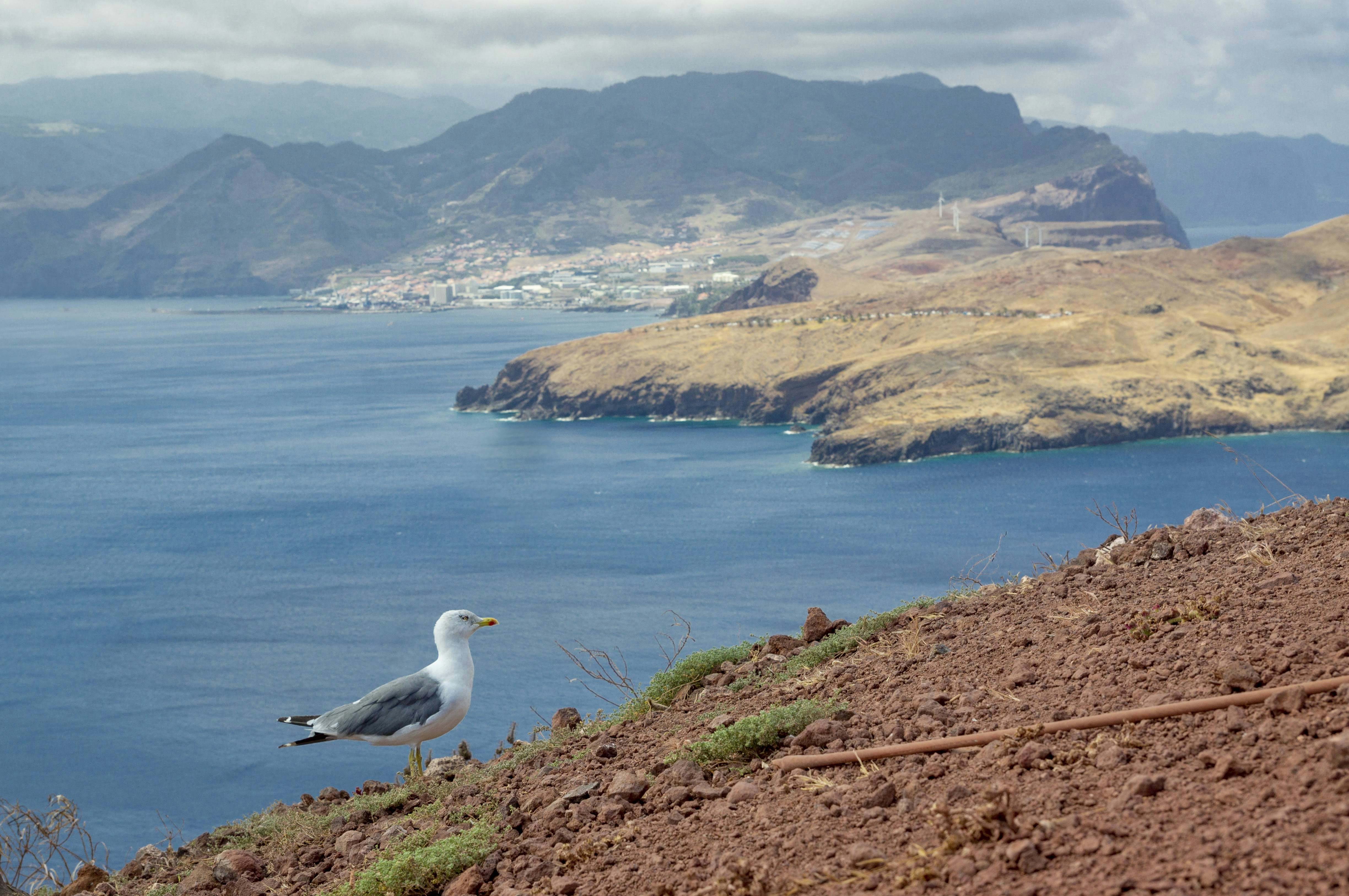 Seagull perched on a rocky cliff overlooking a vast ocean and distant mountainous coastline under a cloudy sky.