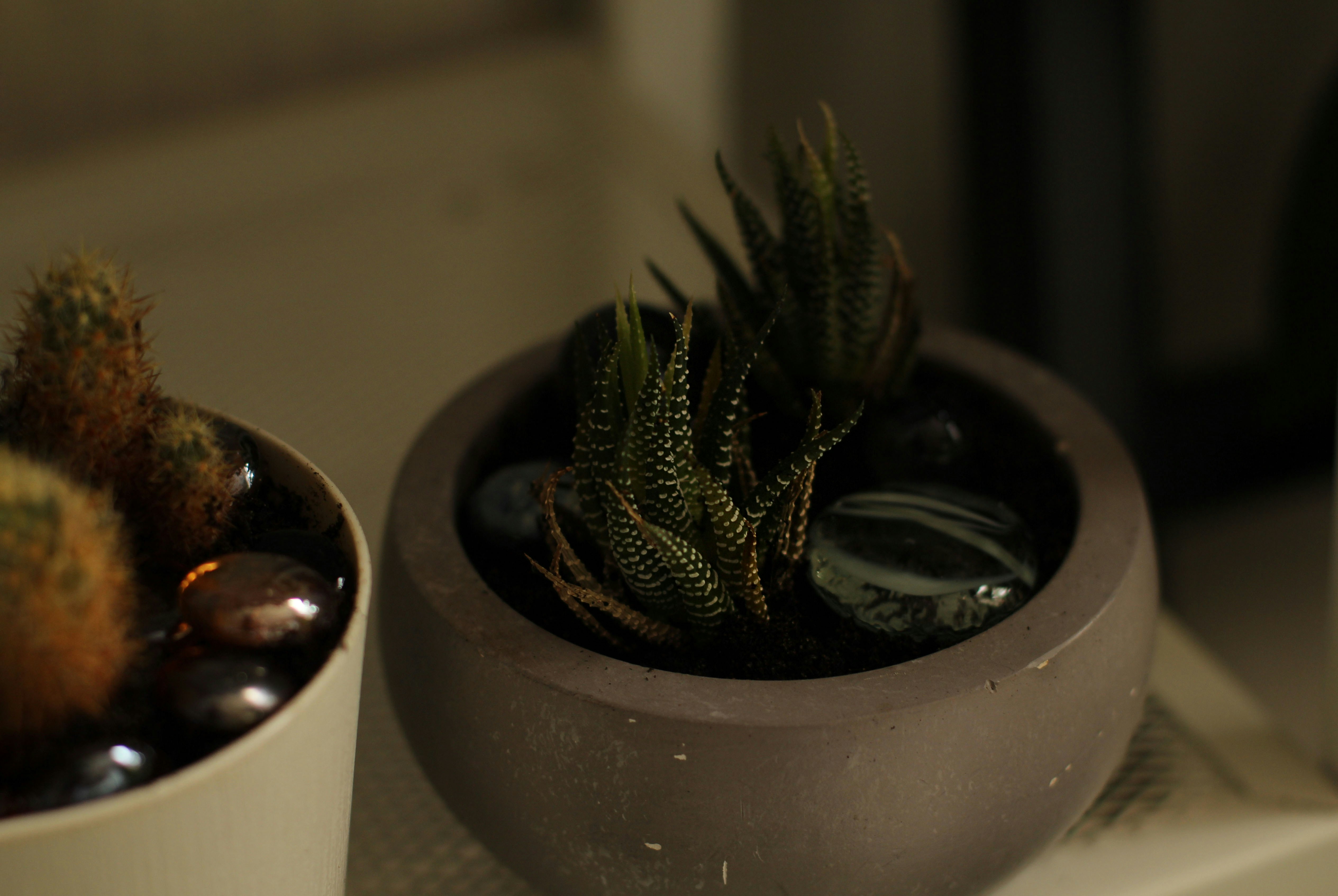 A close-up of a succulent arrangement in a modern pot, featuring textured leaves and decorative stones. The composition highlights the tranquil beauty of indoor plants.