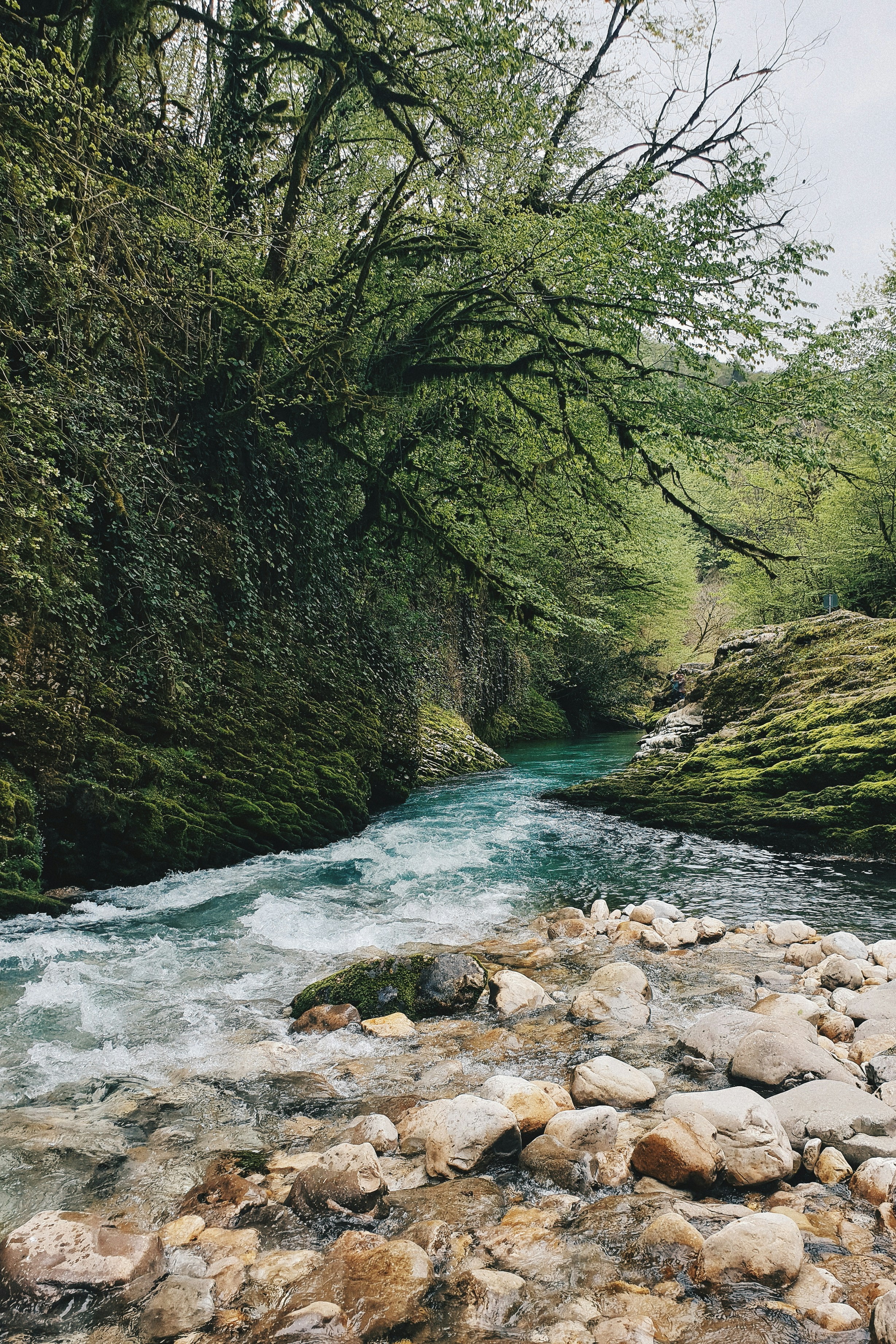 A river running through a lush green forest photo – Free River Image on ...