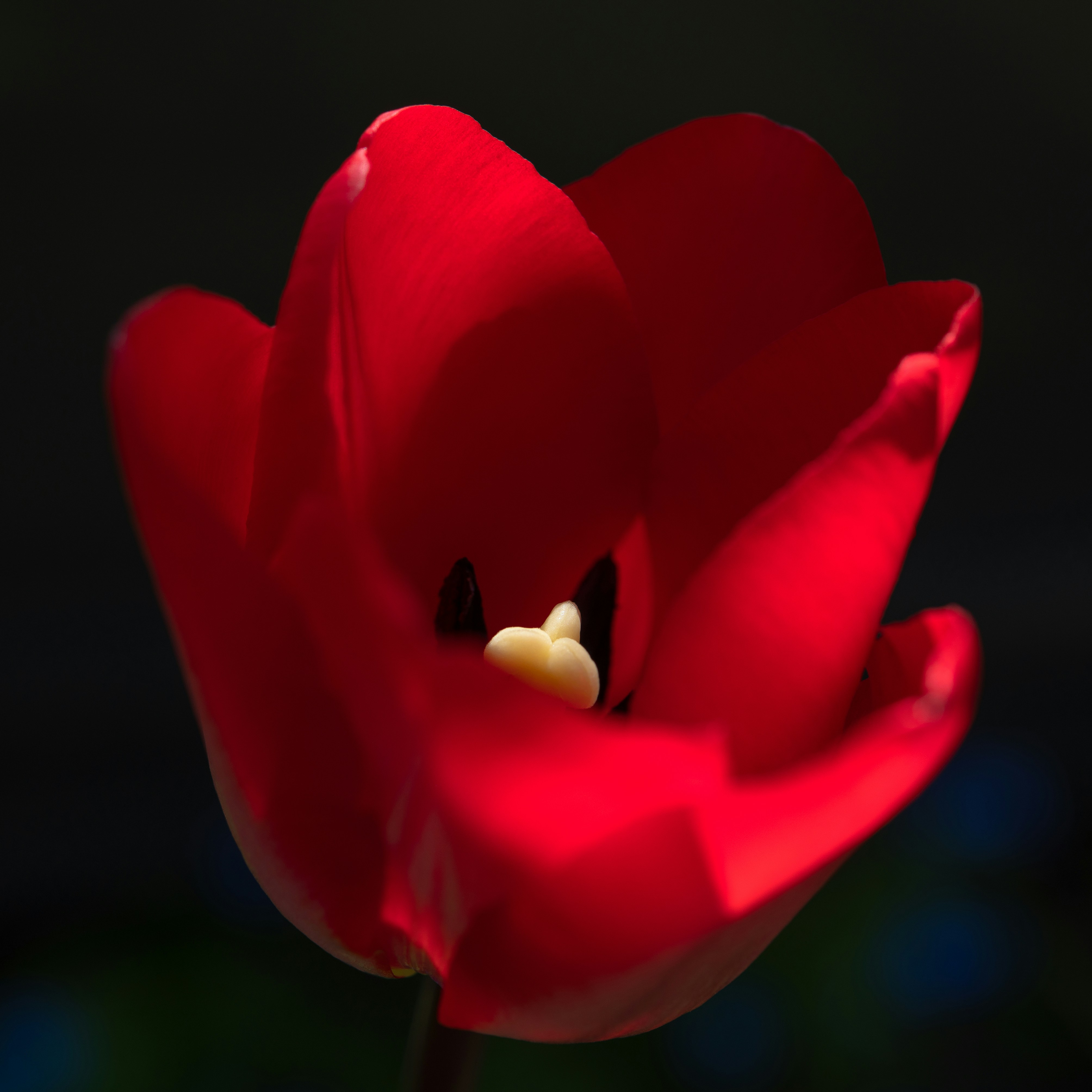 Crimson Tulip: Velvet Petals Embrace a Pale Heart