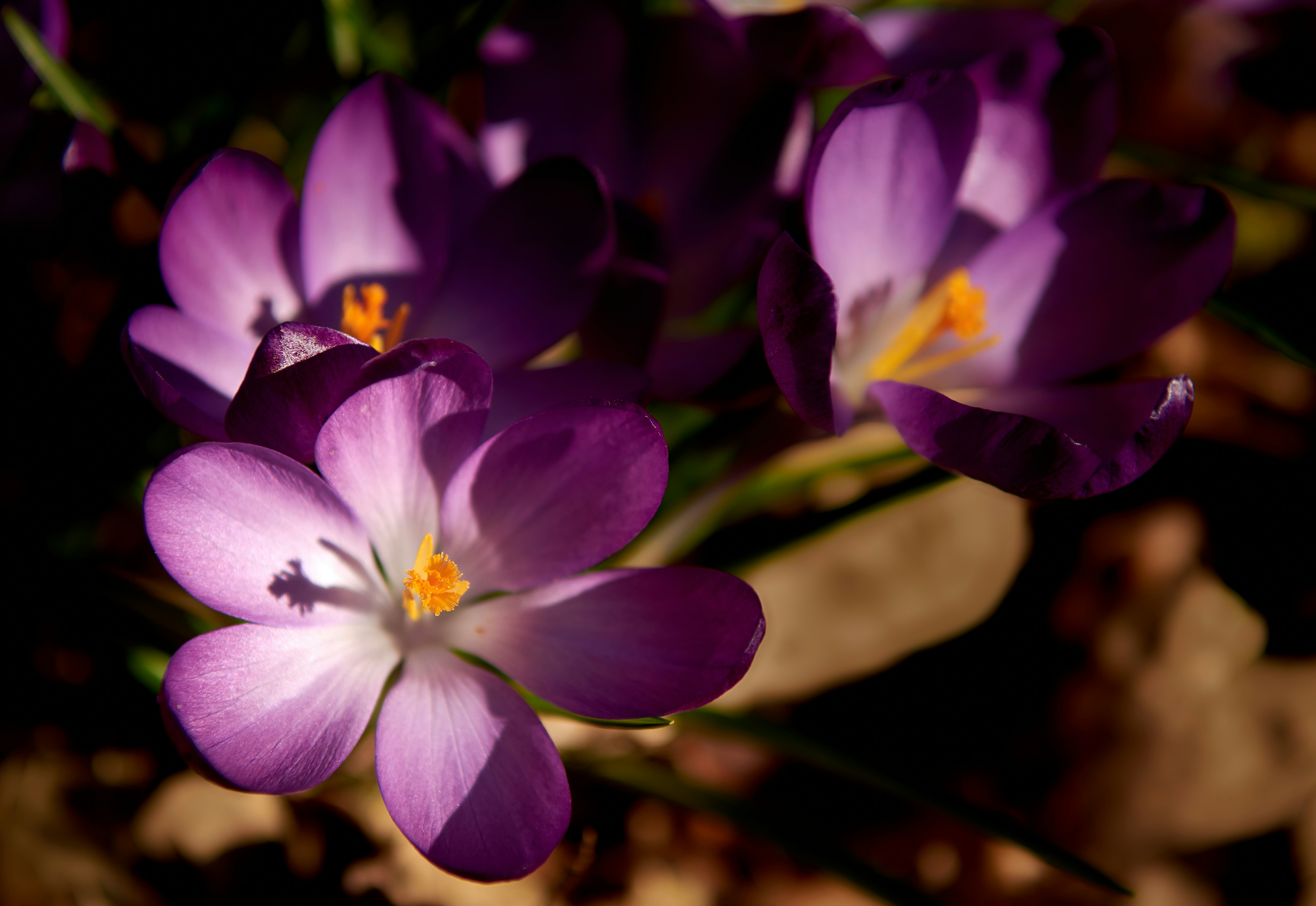 Vibrant purple crocus flowers bloom in soft sunlight, showcasing their delicate petals and bright orange stamens.