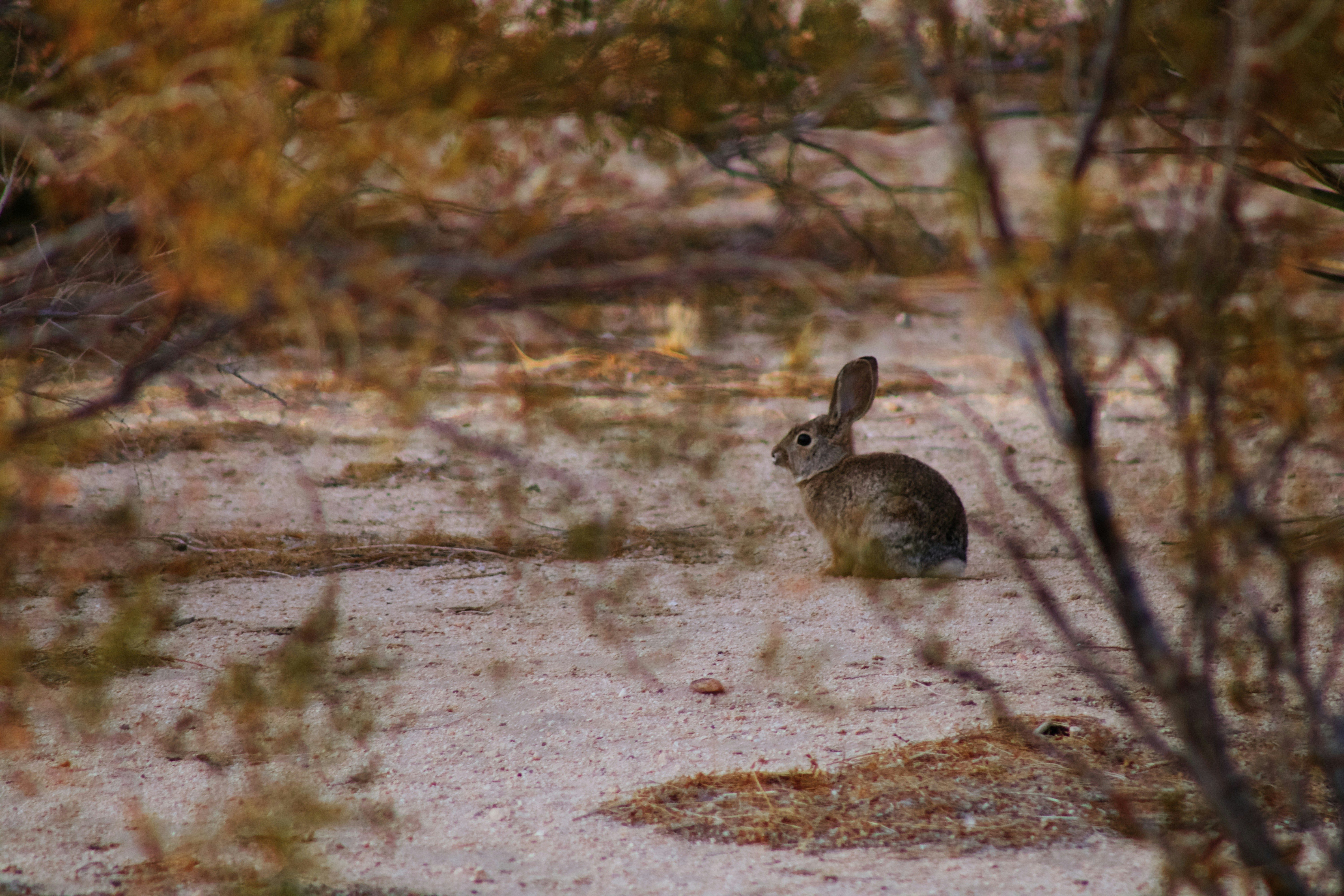 Midday Mirage: A Desert Hare Pauses Among Sand and Shrubs