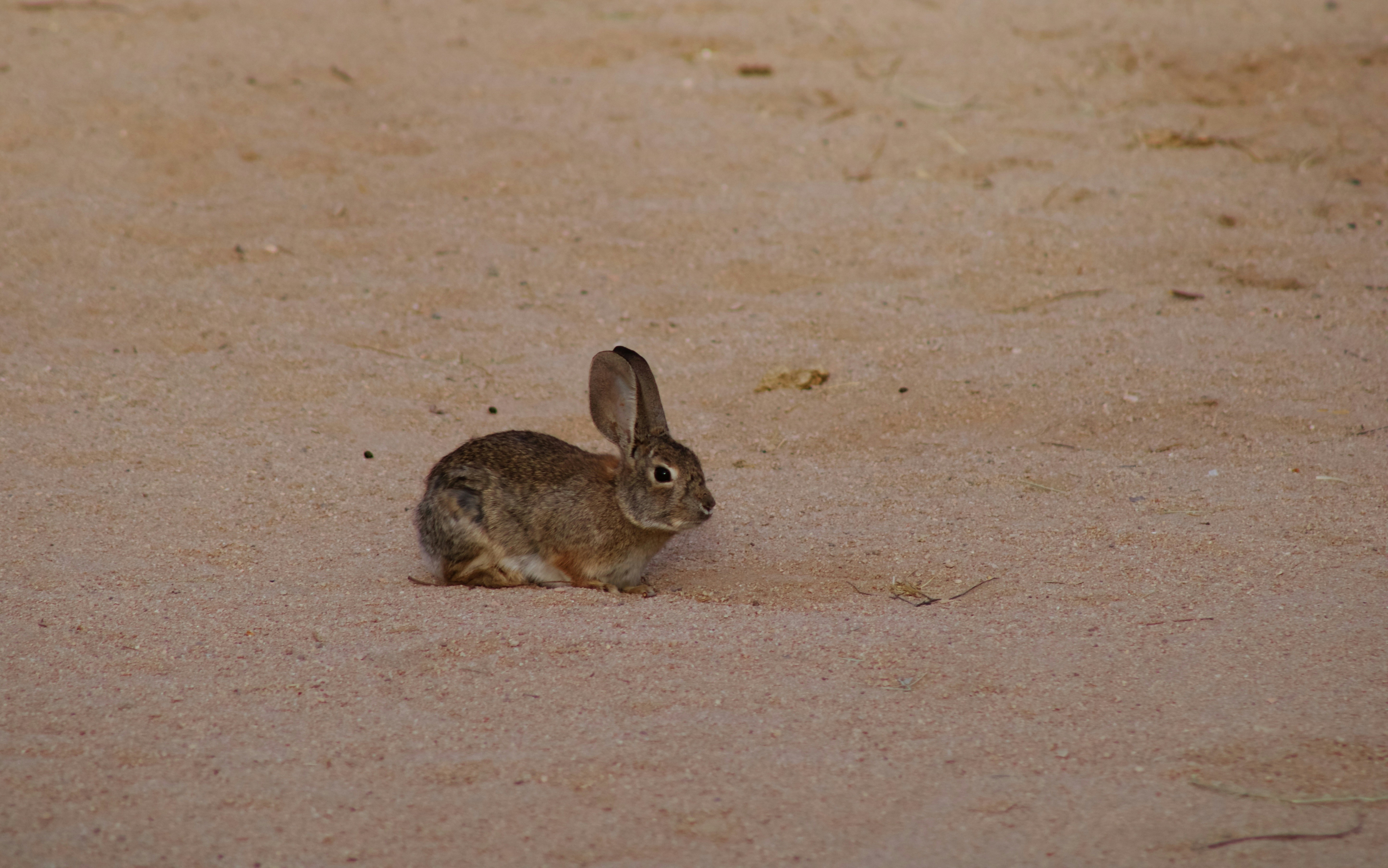 A rabbit sits quietly on a sandy surface, blending into its surroundings. Its alert posture suggests awareness of the environment.