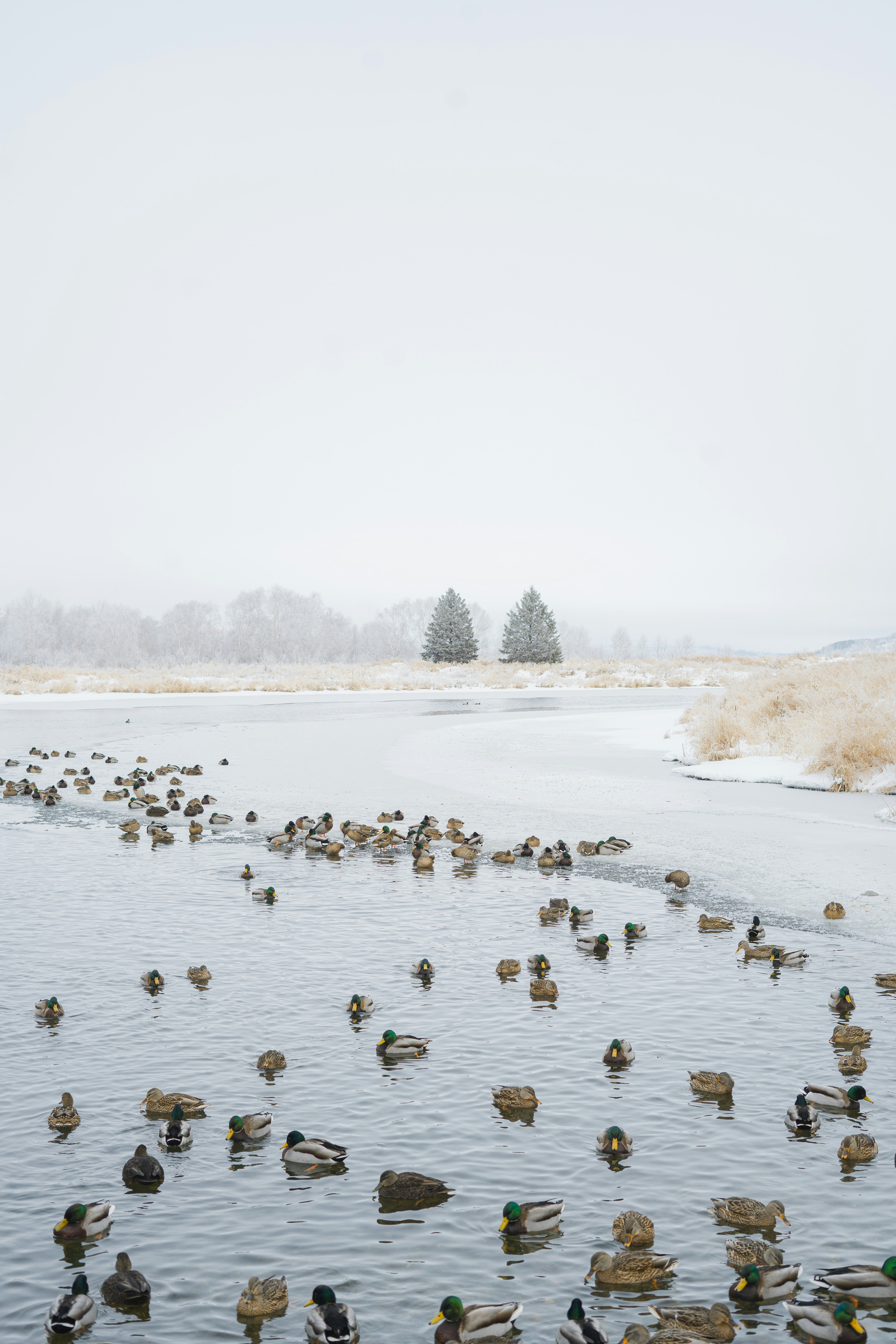 Winter at fielding park