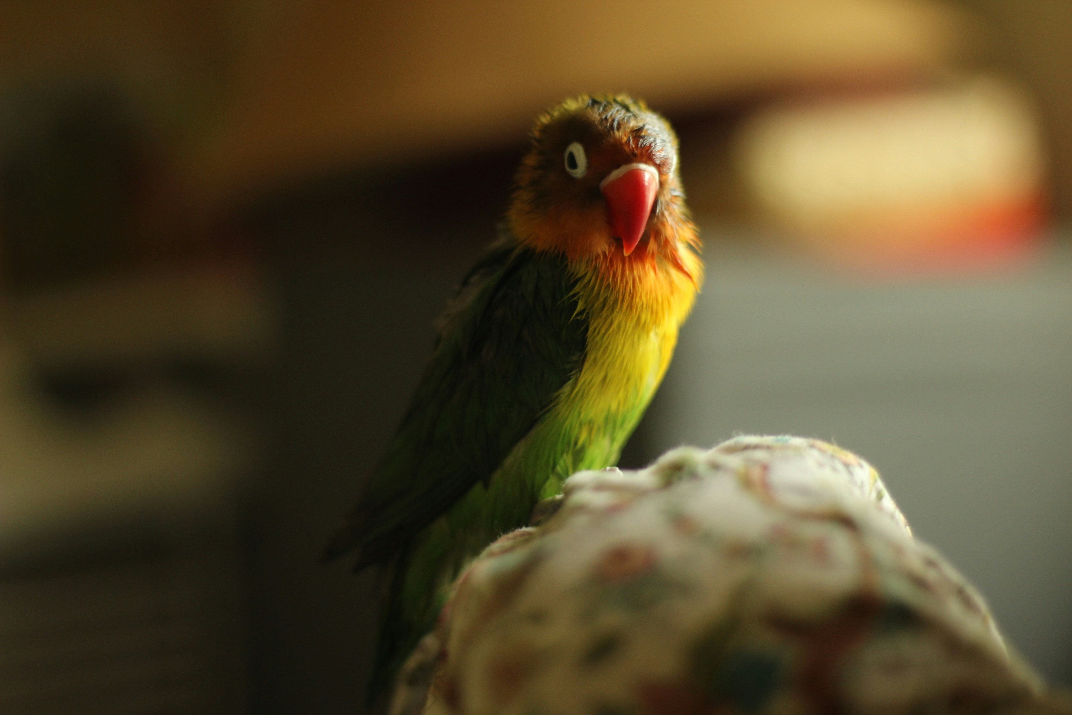 A vibrant lovebird perched on a textured surface, showcasing its striking plumage and curious expression.
