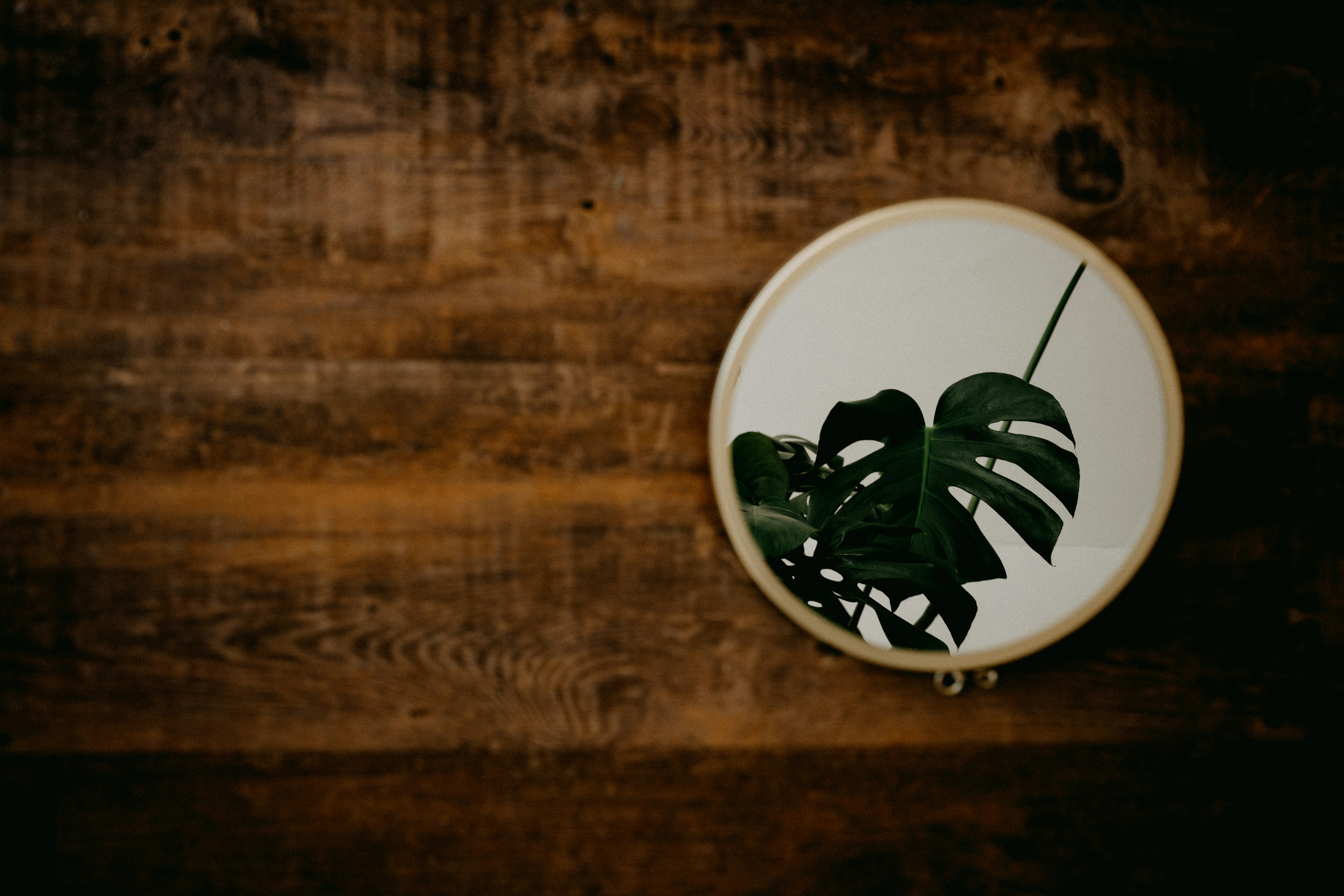 Green Monstera in a Circular Mirror on a Wooden Wall