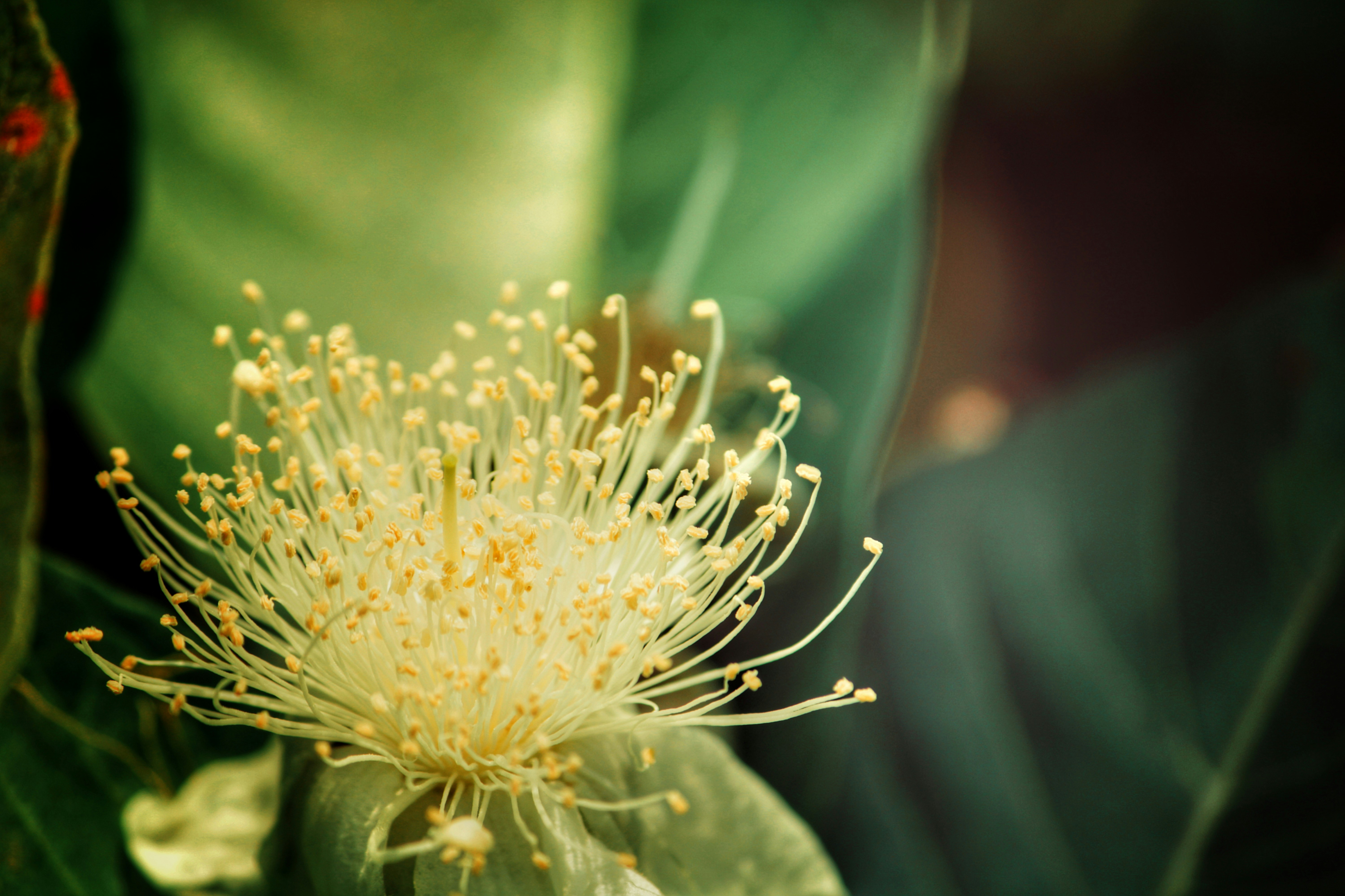 white and green flower in macro lens photography