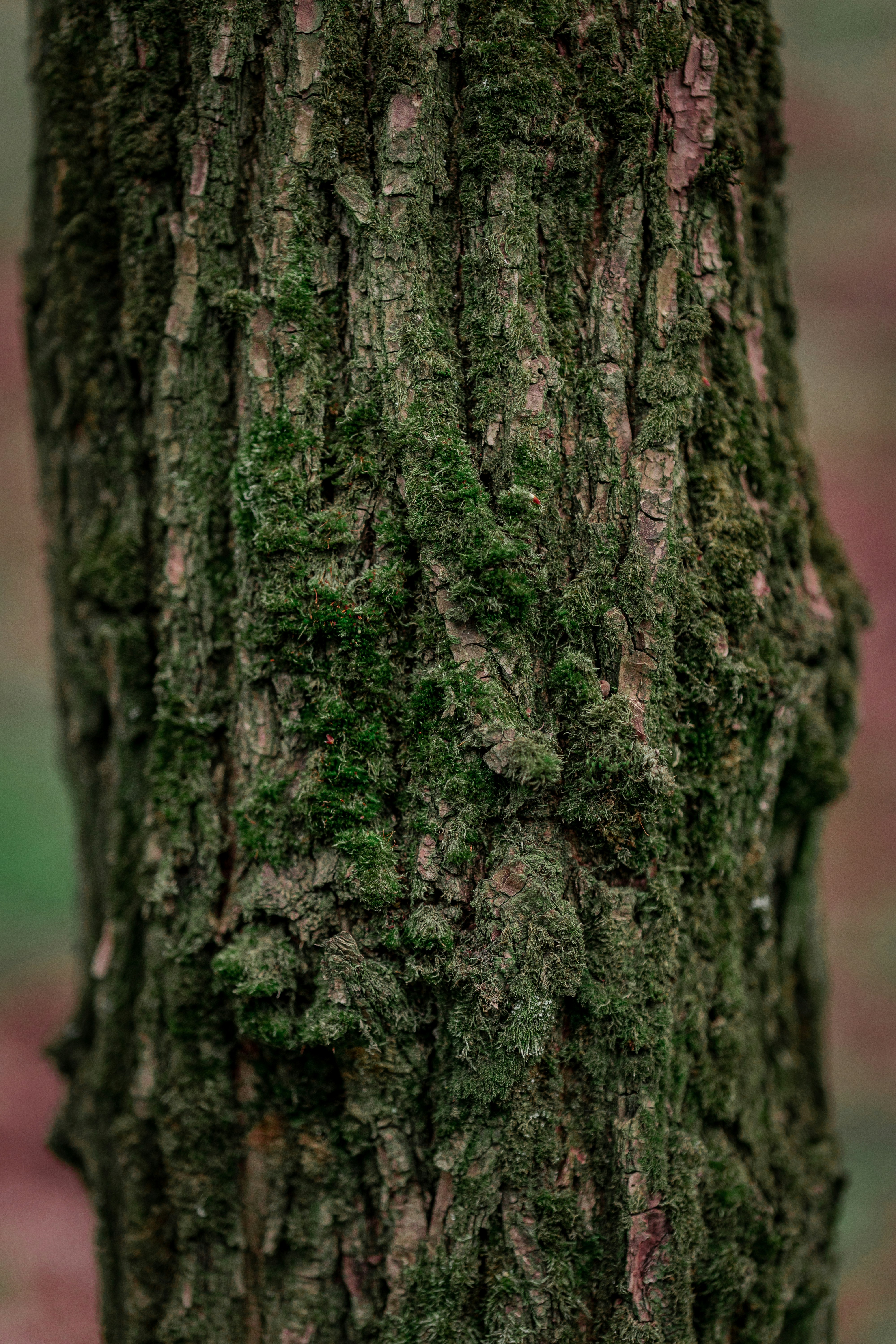 Tree Trunk | 9 best free tree trunk, plant, grey and india photos on ...