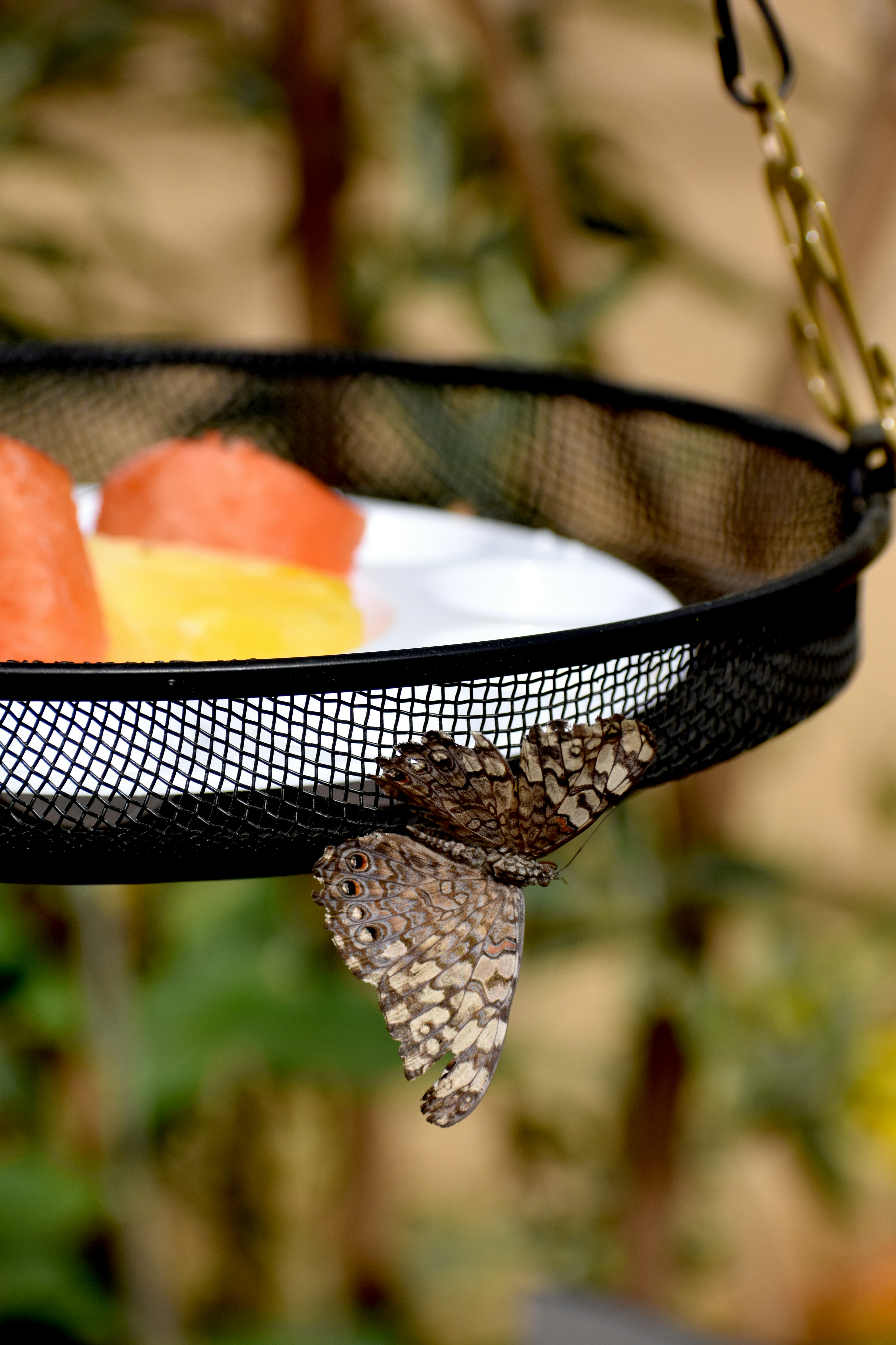 A butterfly rests on a mesh tray filled with colorful fruits, showcasing the beauty of nature's interactions. The background features lush greenery, enhancing the scene's vibrancy.