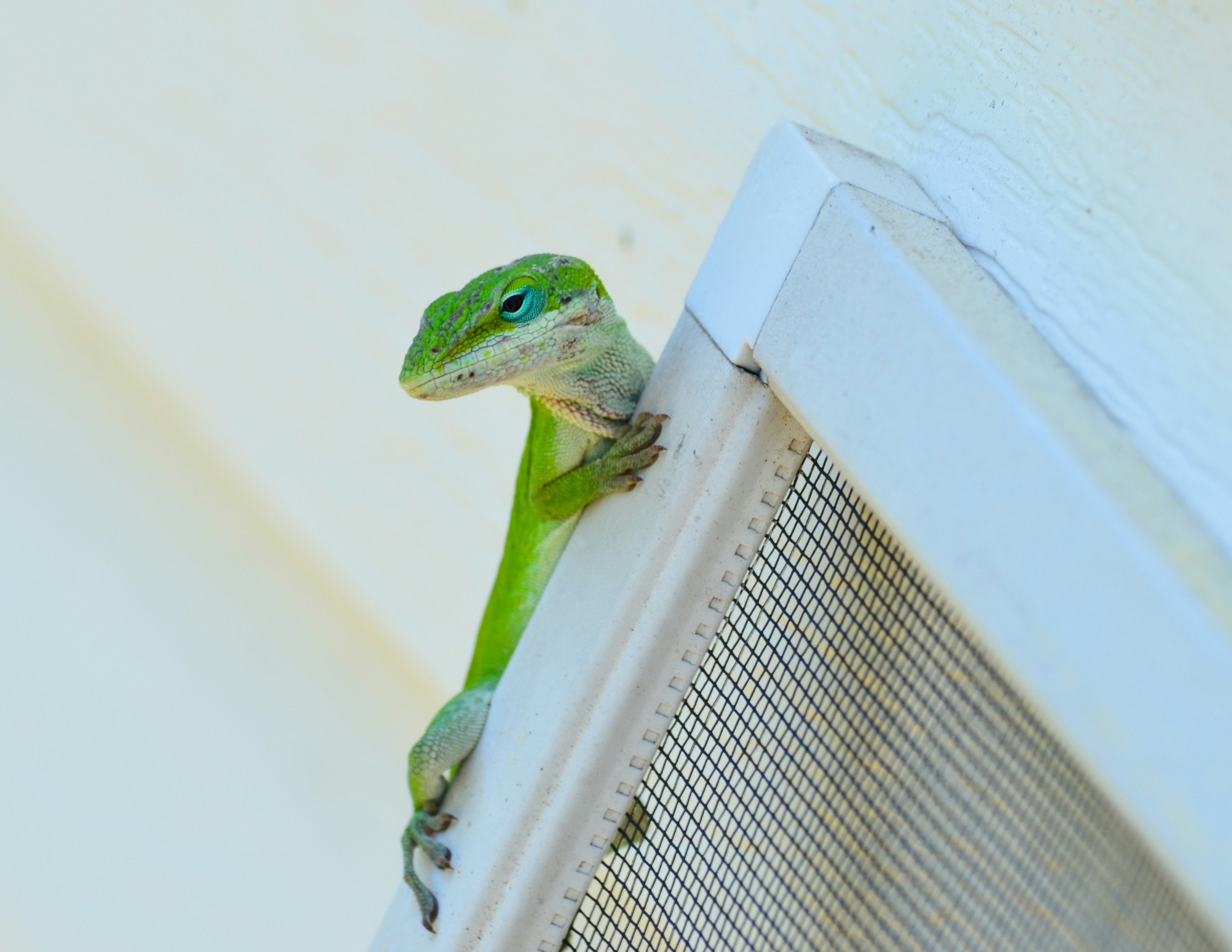 Green lizard clinging to a window screen, showcasing its vibrant coloration and curious expression.