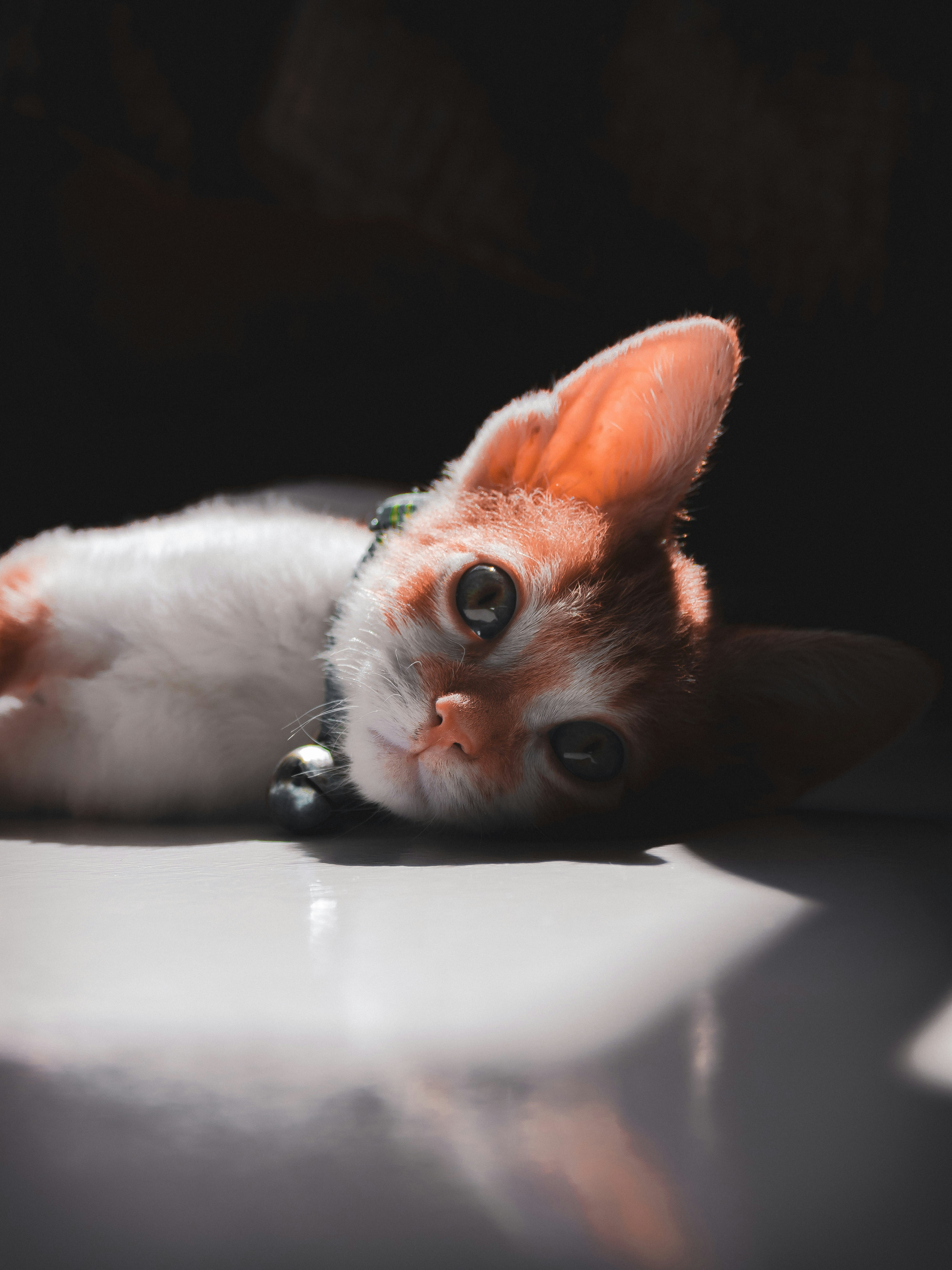 500+ Kitty Cat Pictures [HD] | Download Free Images on Unsplash