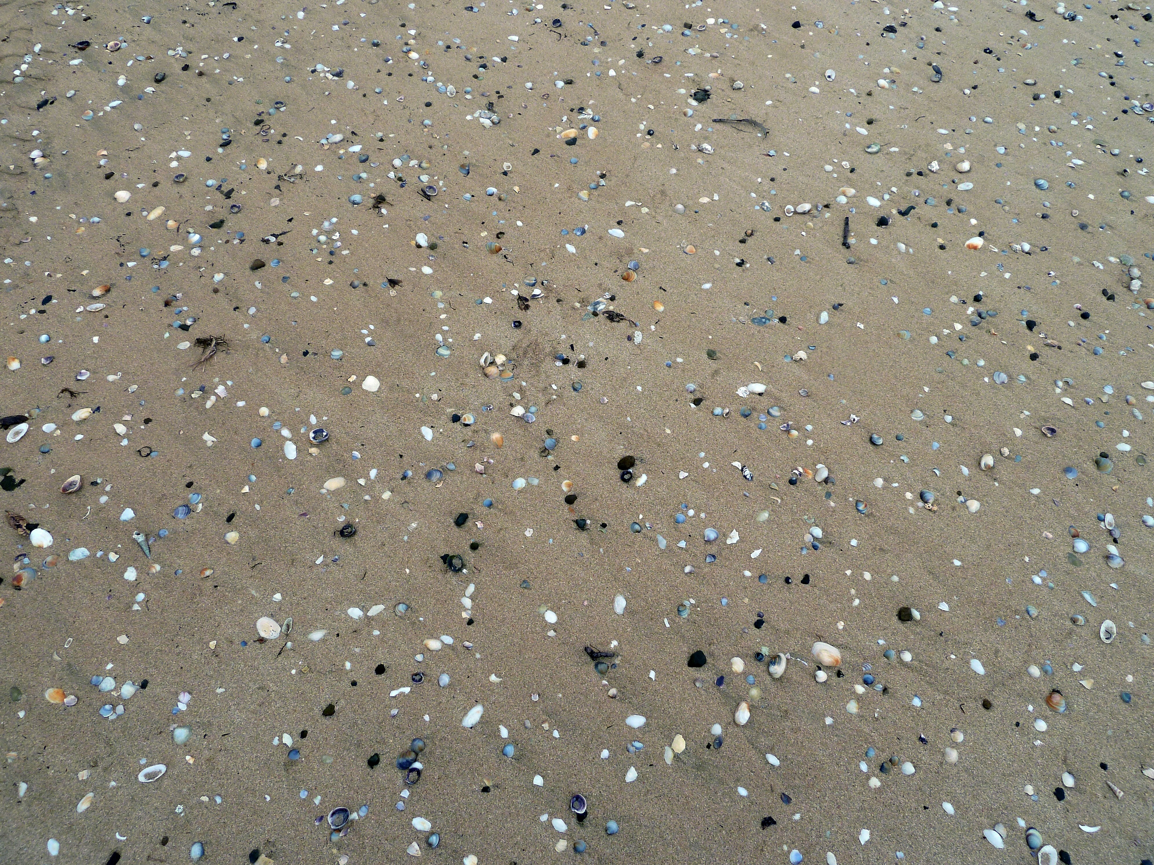 A sandy beach scattered with an array of seashells and pebbles, showcasing the intricate patterns of nature's artistry.