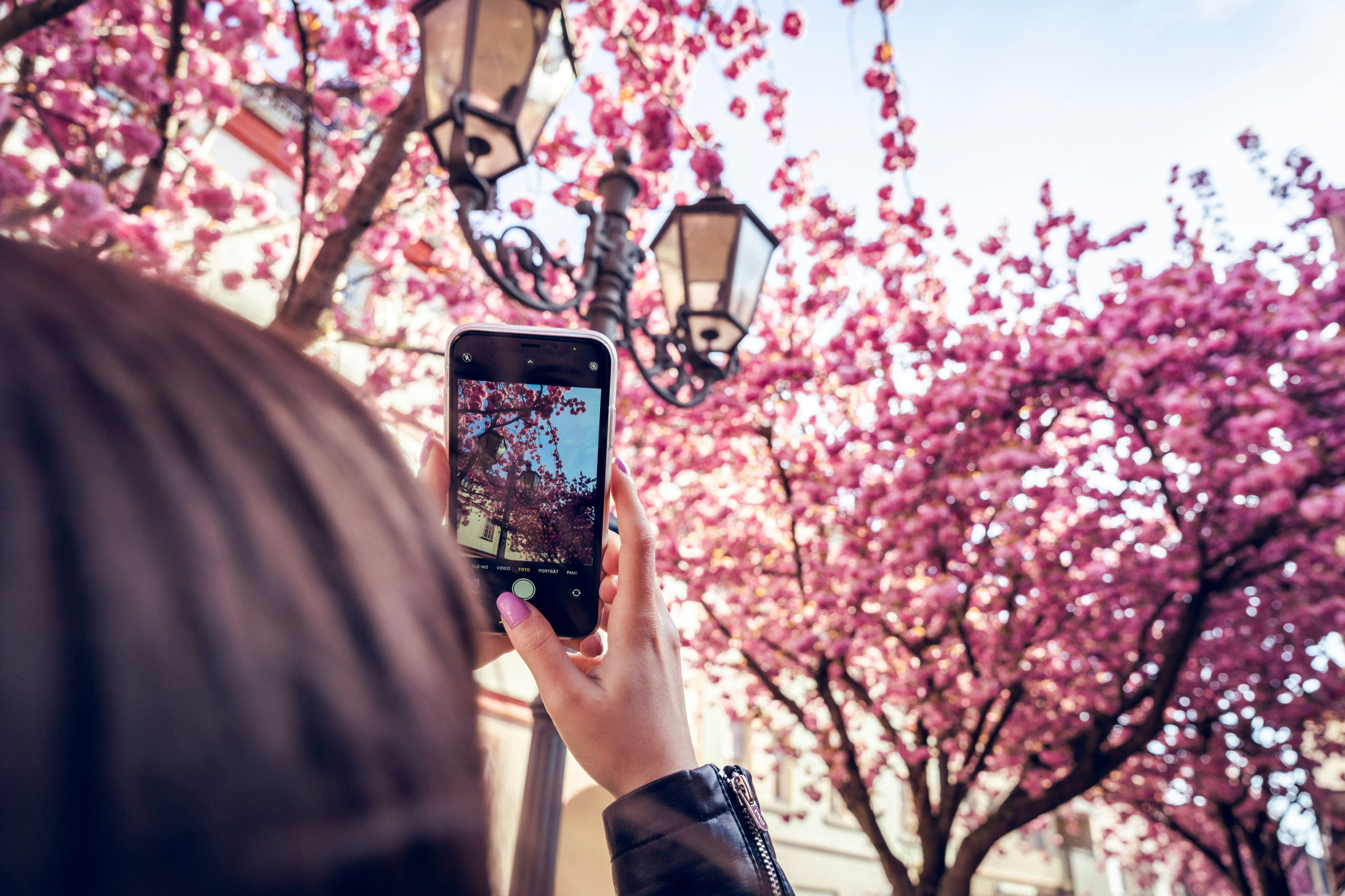 A person photographing vibrant cherry blossoms with a smartphone, framed by vintage street lamps. The scene captures the essence of springtime beauty.
