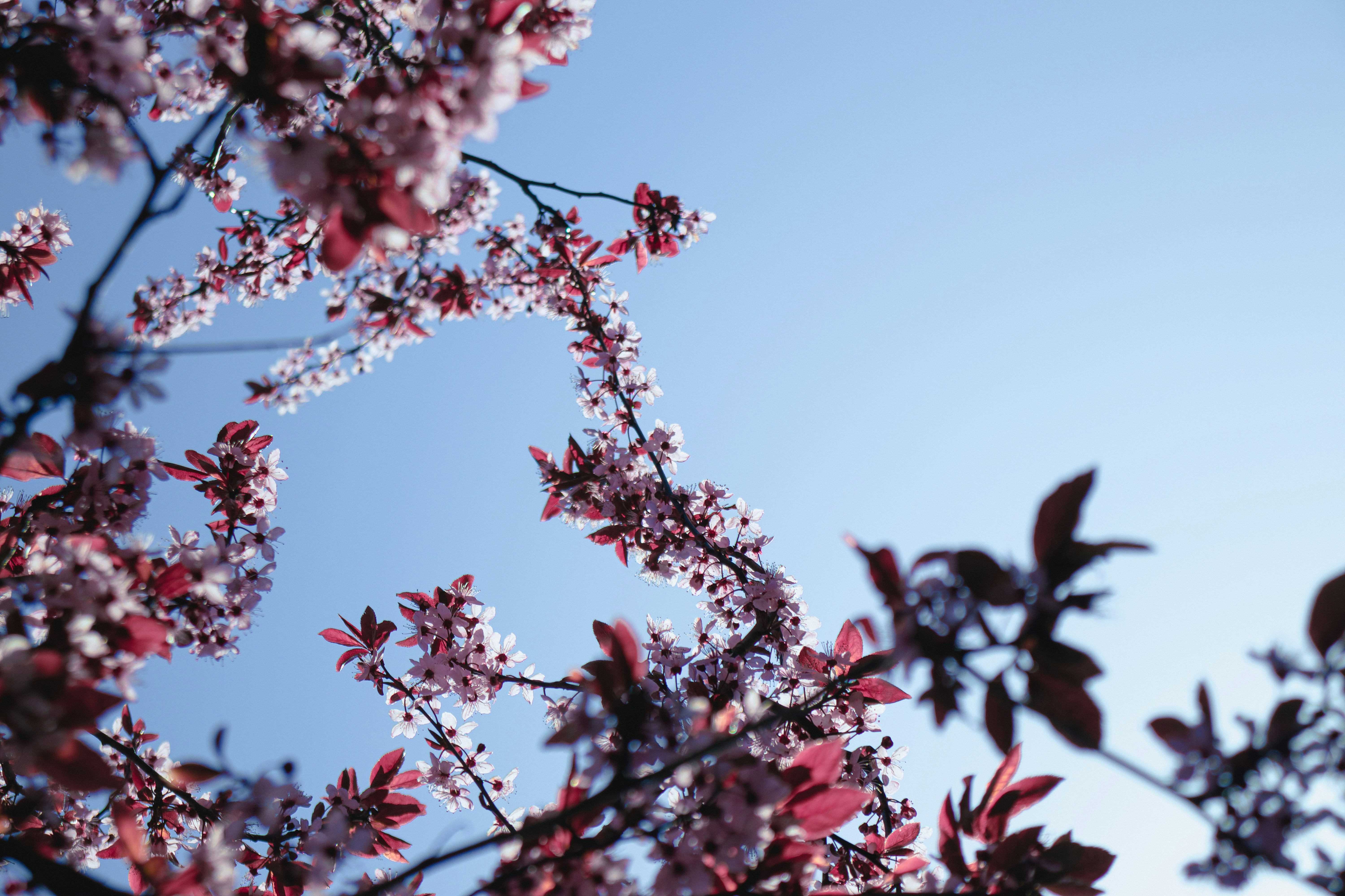 Pink cherry blossoms in full bloom set against a bright blue sky.