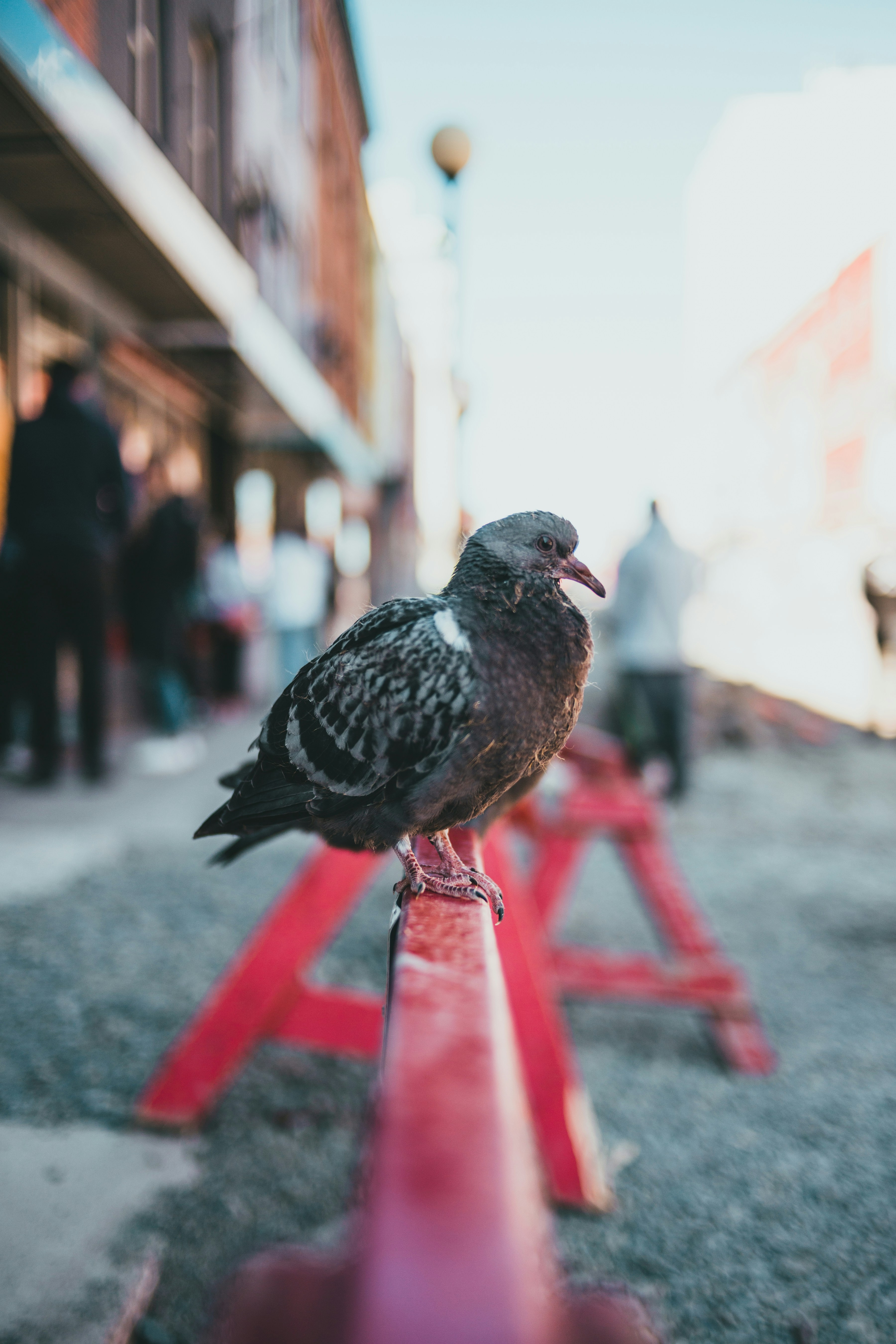 Urban Perch: a pigeon on a red rail amid city bustle