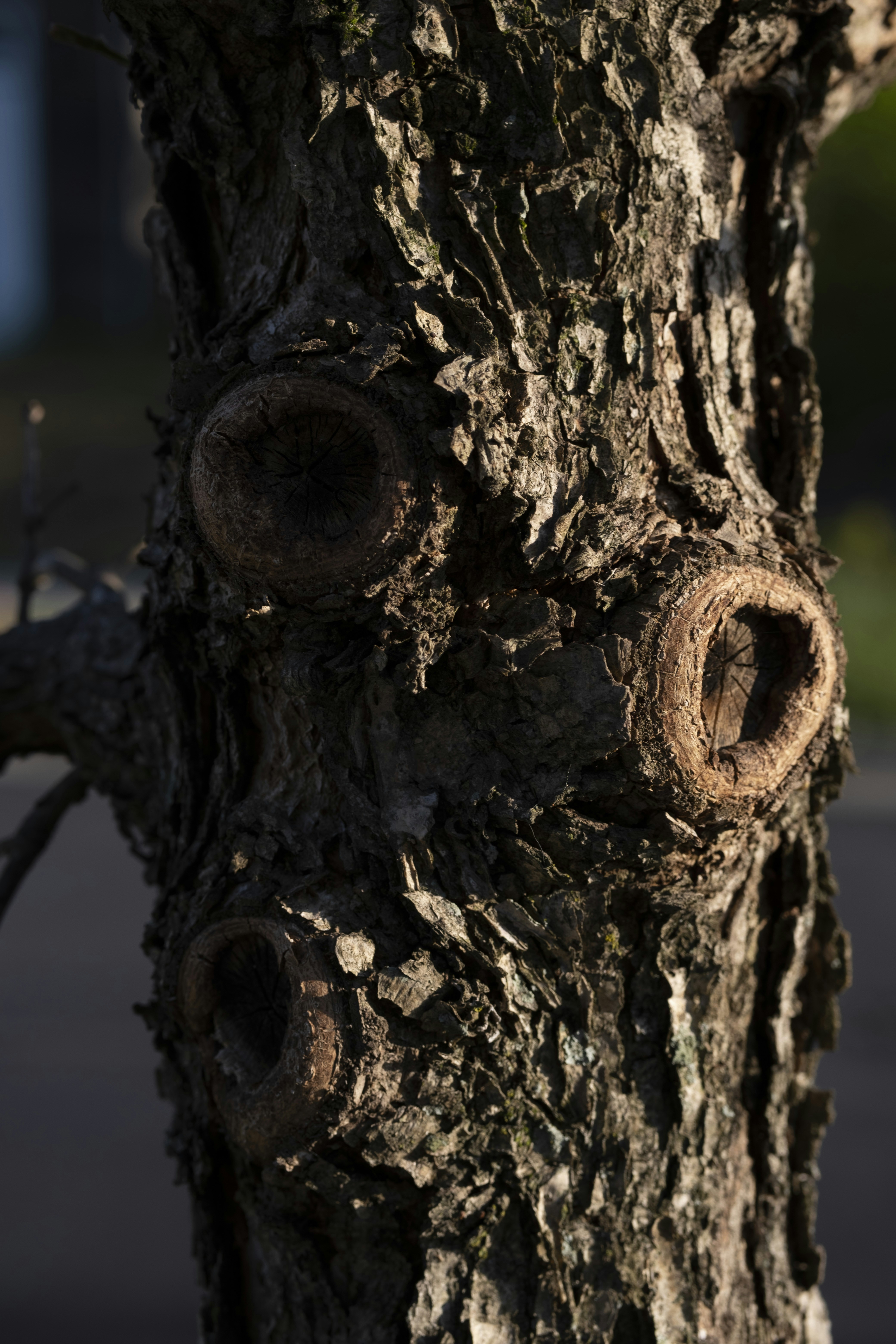 Three Knot Eyes on a Weathered Trunk