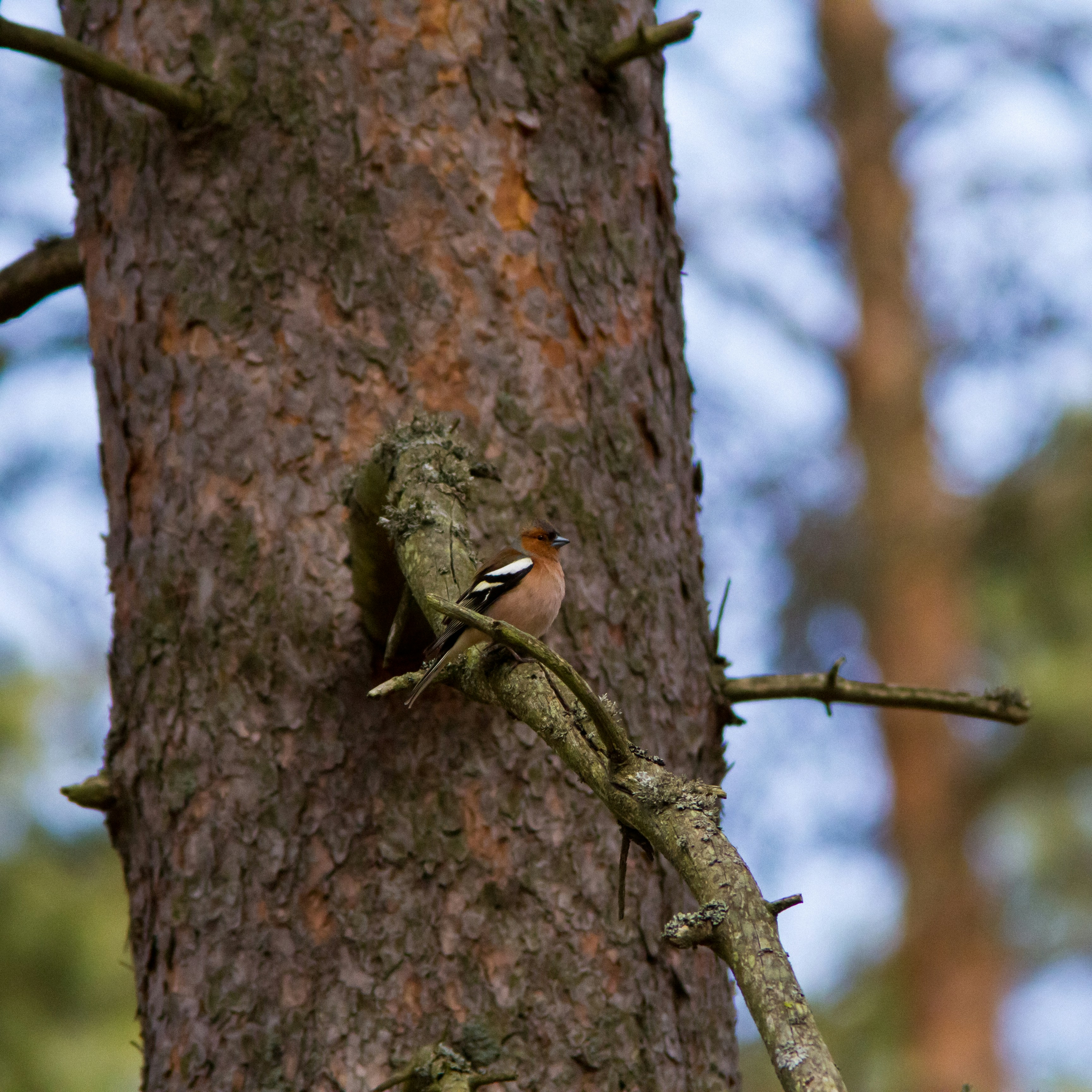  perched in a pine: a small bird on a mossy branch