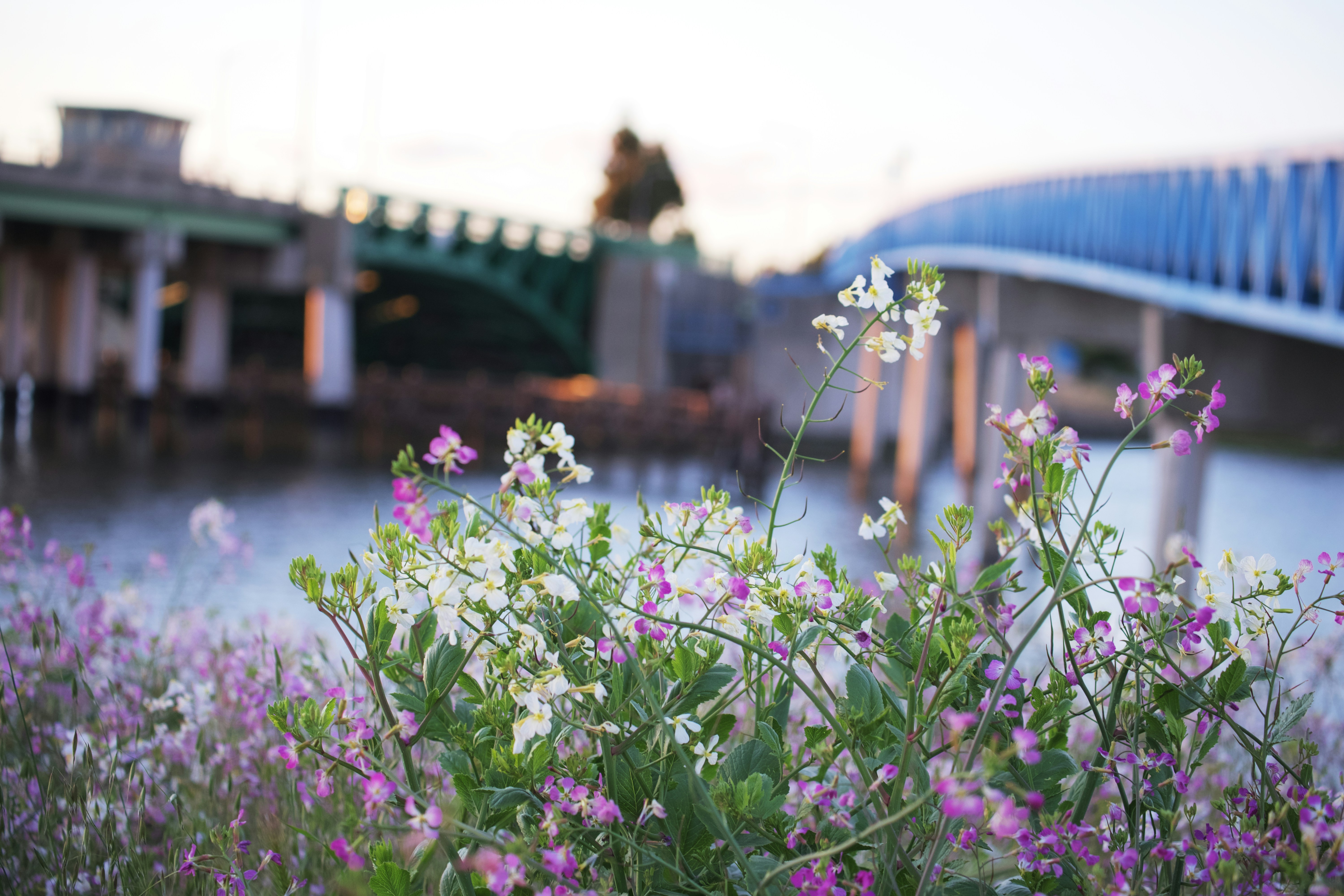 purple flowers near body of water during daytime