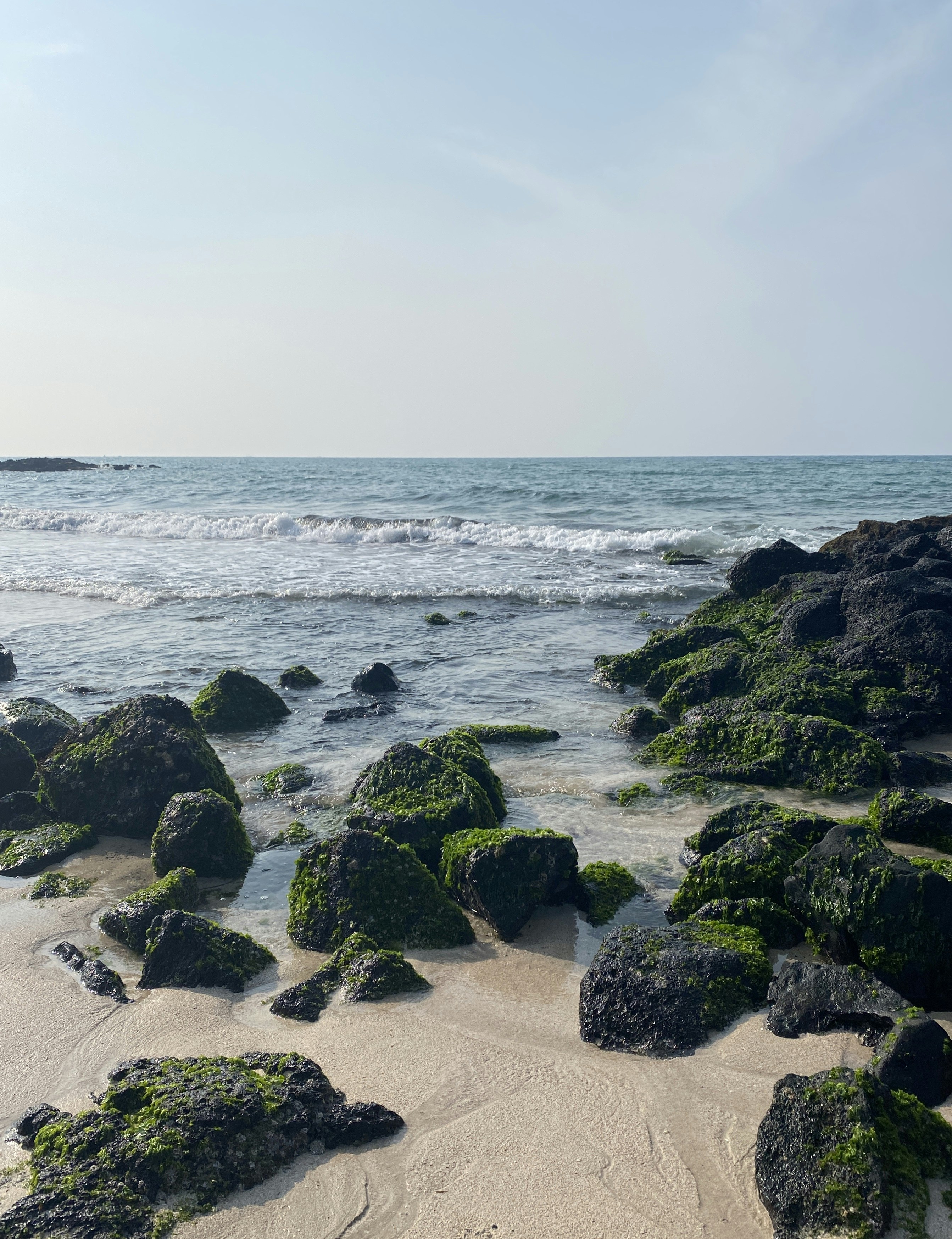 Lush green seaweed clings to dark rocks along a tranquil shoreline, with gentle waves lapping at the sand under a bright sky.