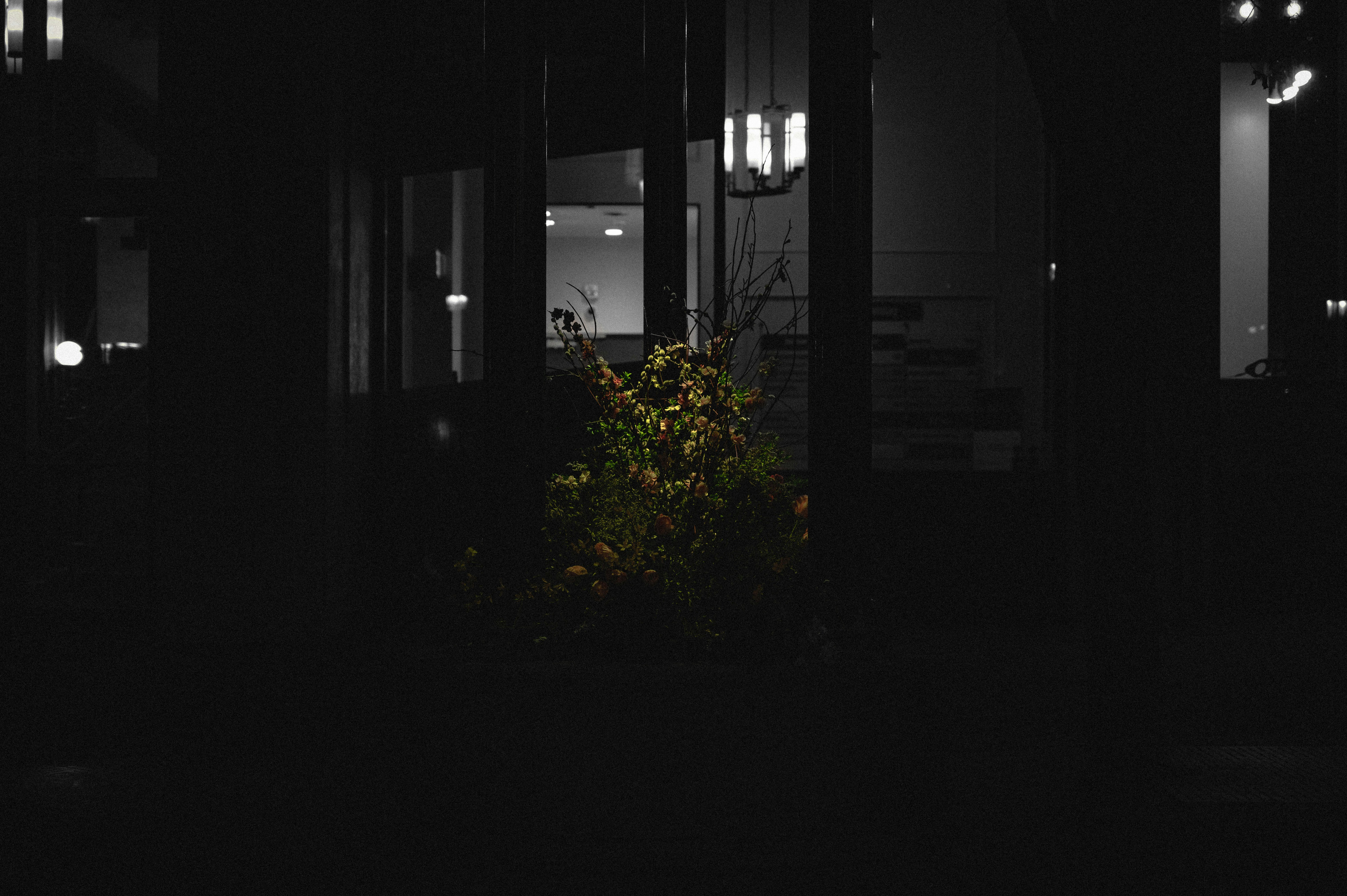 A vibrant cluster of plants illuminated against a dark urban backdrop, showcasing the contrast between nature and architecture.