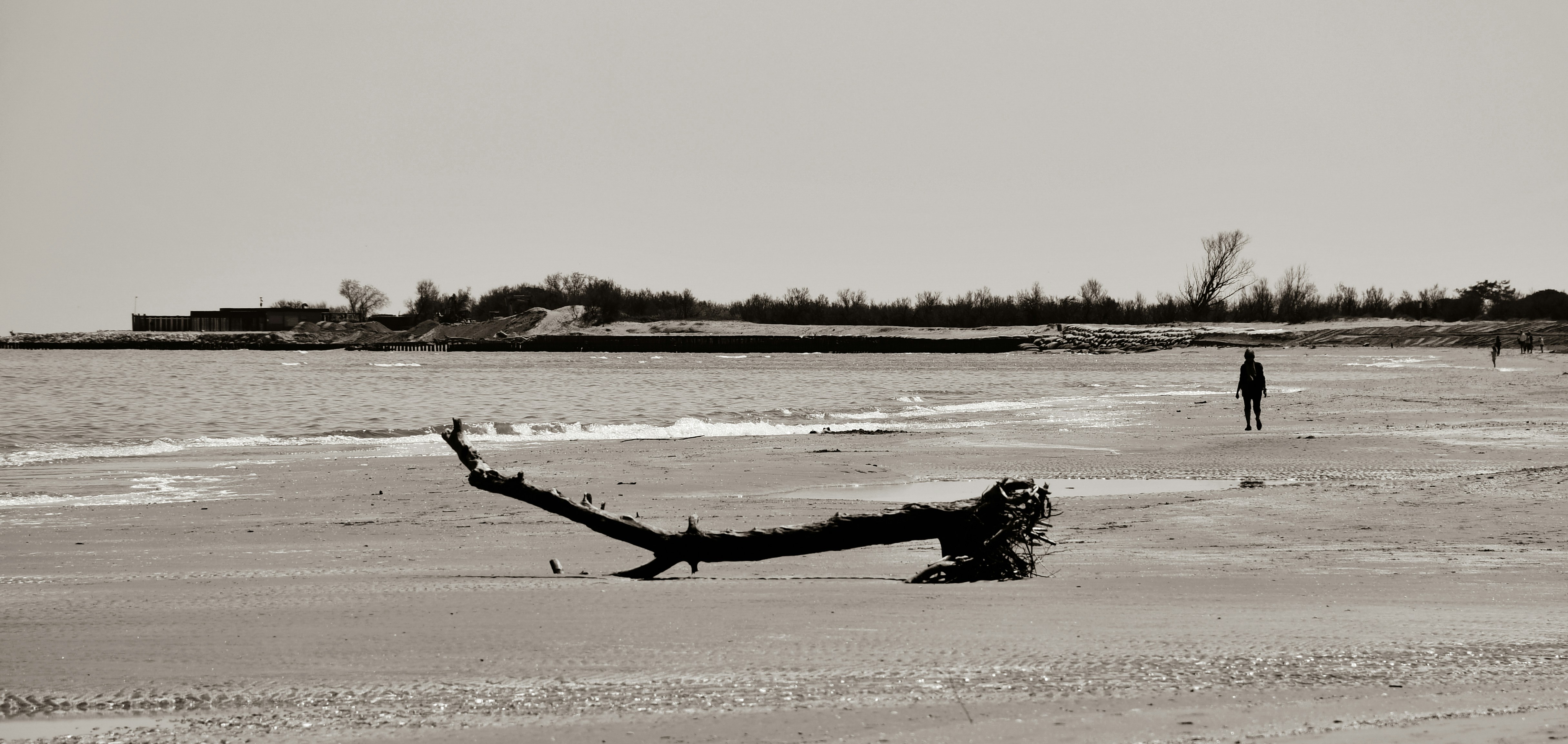 Solitude on a Windswept Shore
