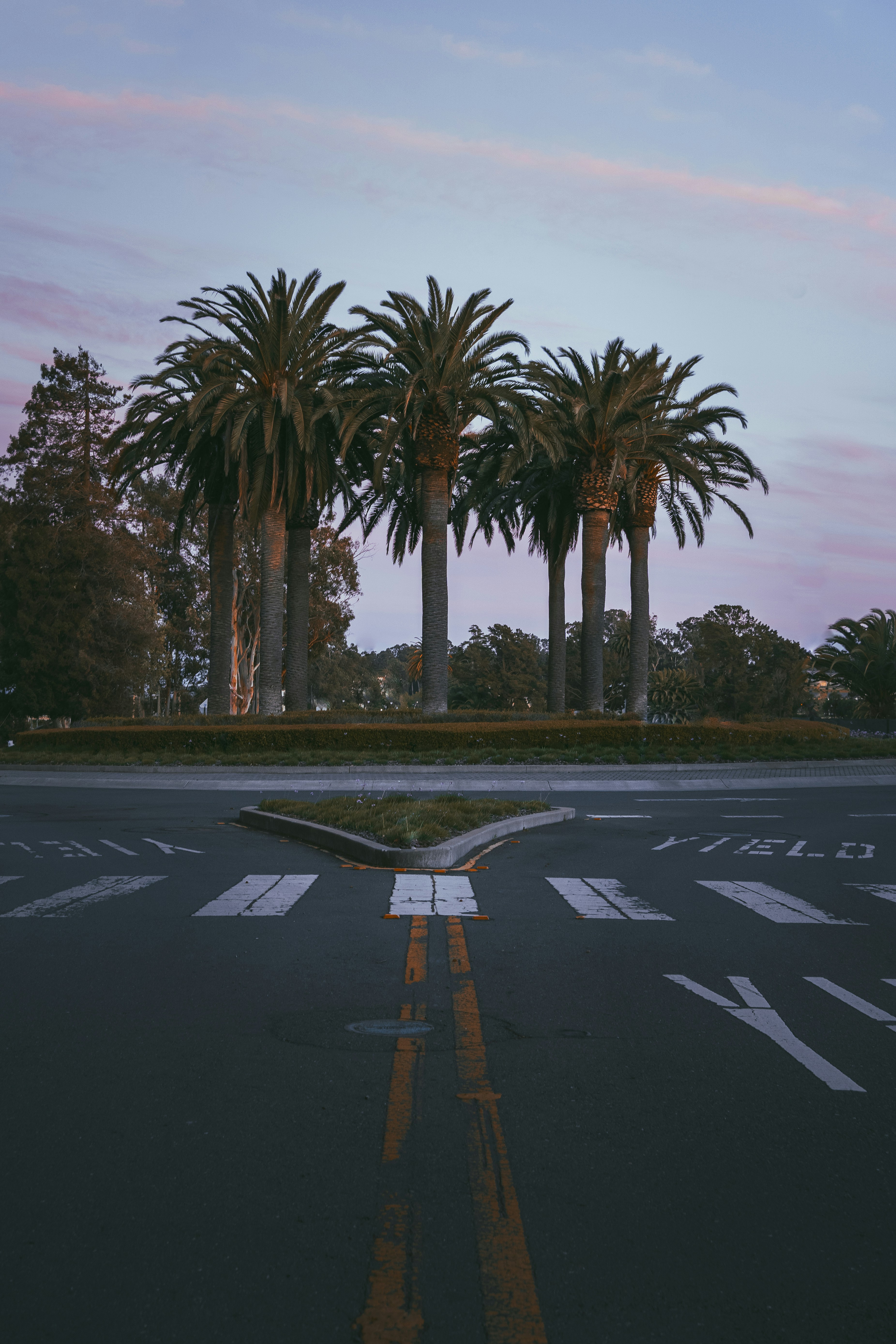 A cluster of palm trees stands majestically at a traffic circle, framed by a softly colored sky at dusk. The road markings guide drivers towards the scenic palm oasis.