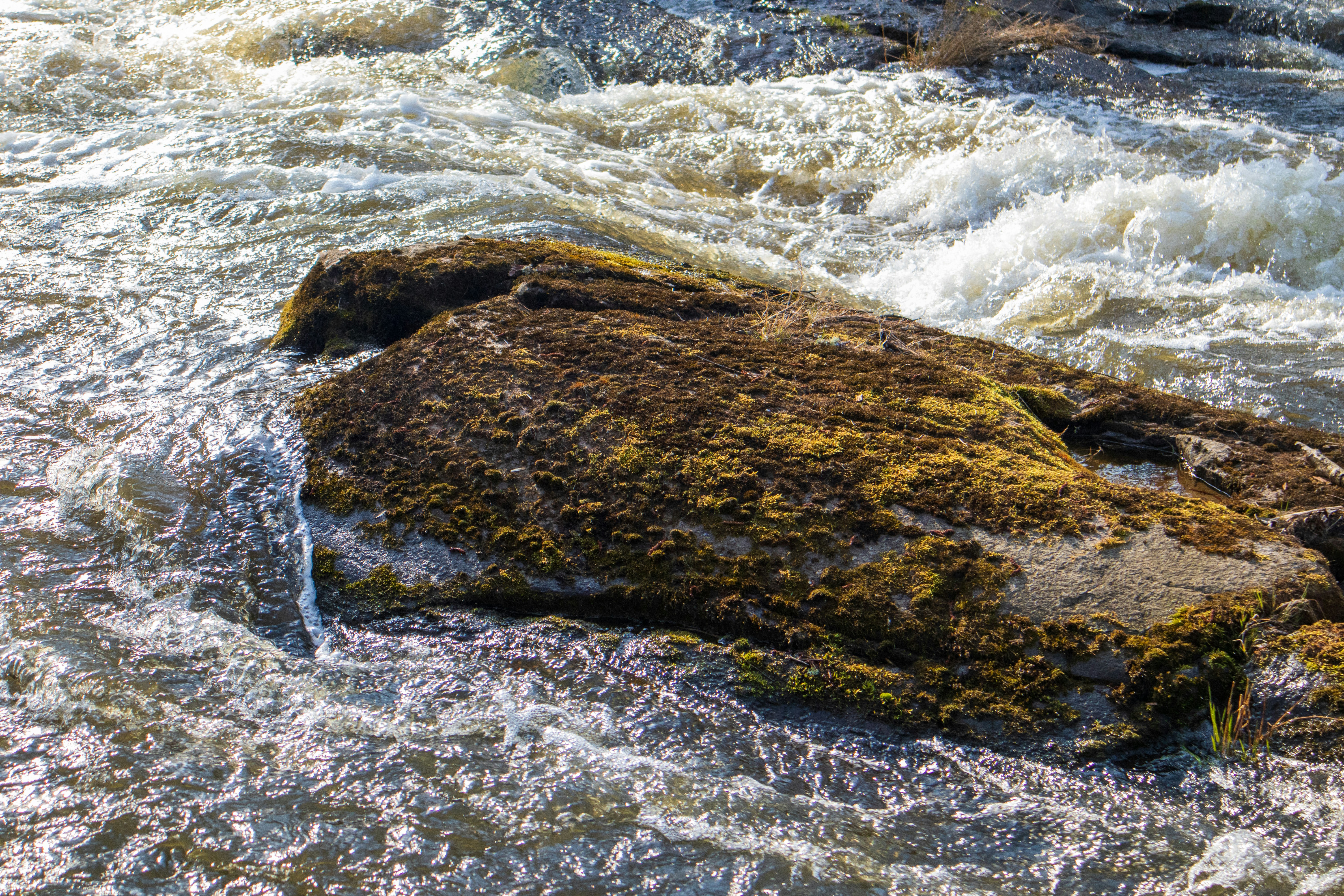 Moss-Covered Boulder Carved by Whitewater Currents