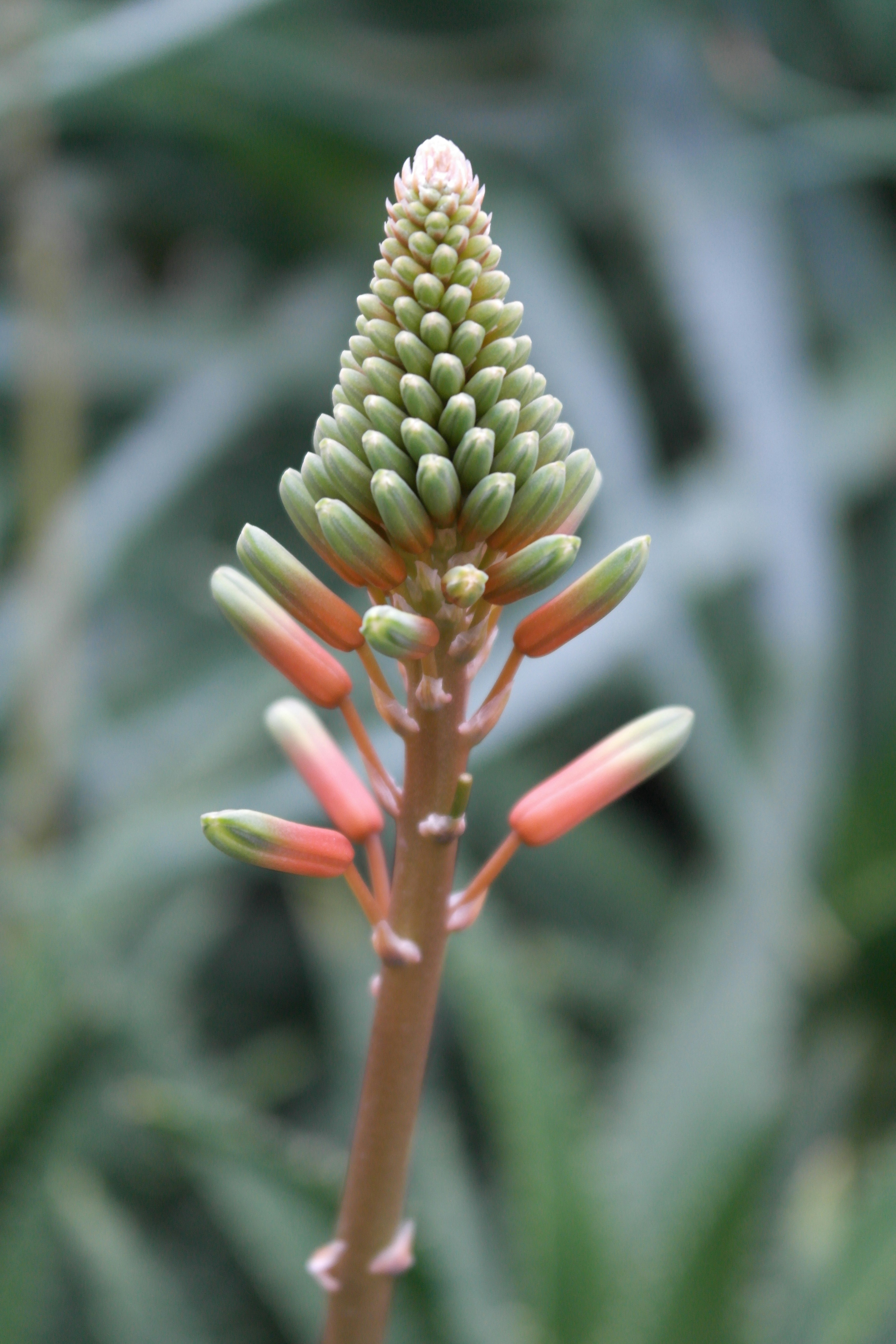 Foto Capullo de flor amarillo y rojo en lente de cambio de inclinación ...