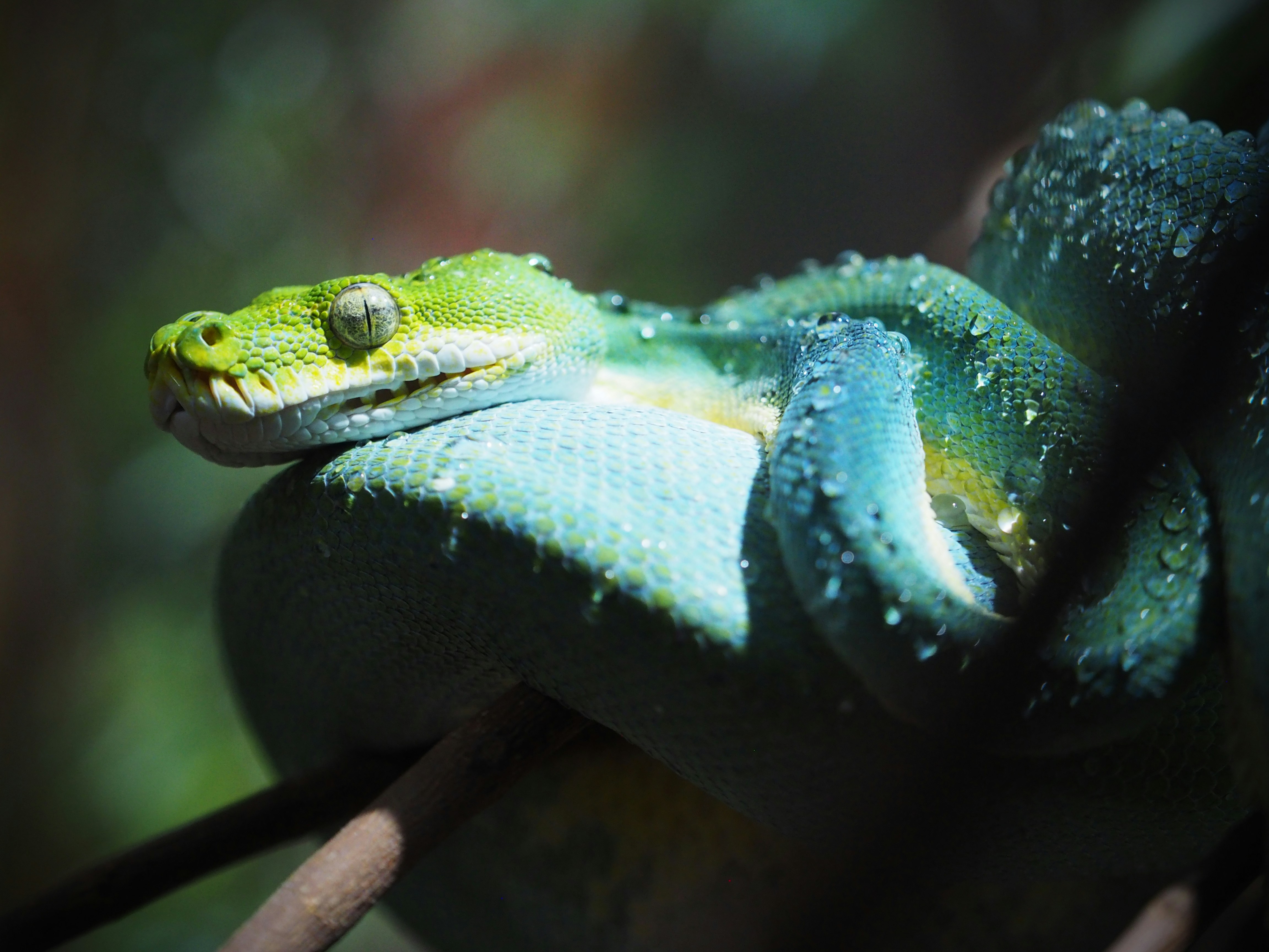 A vibrant green and blue snake coiled on a branch, glistening with droplets of water in a lush environment.