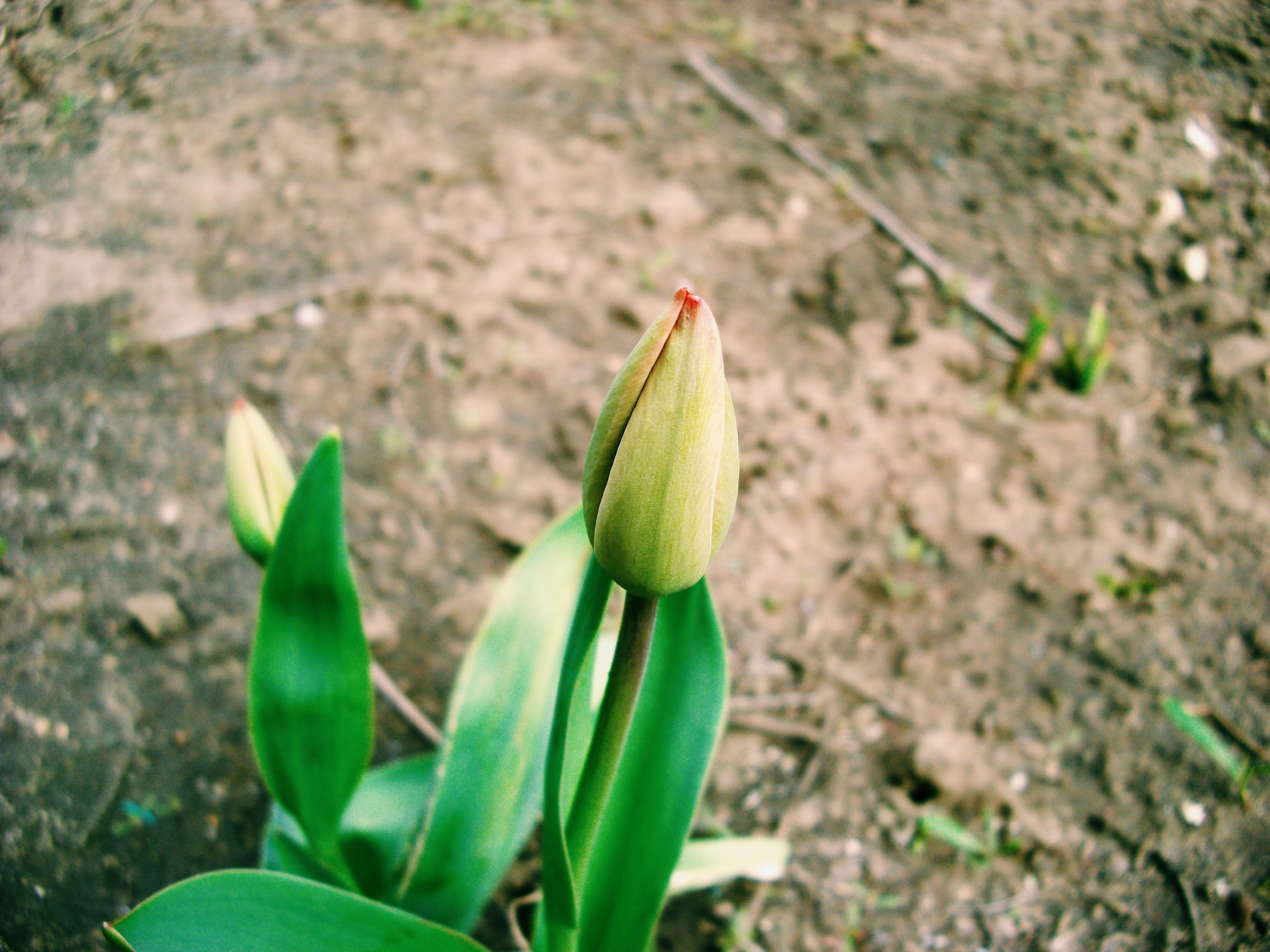 Green tulip bud emerging from brown soil, surrounded by vibrant leaves.
