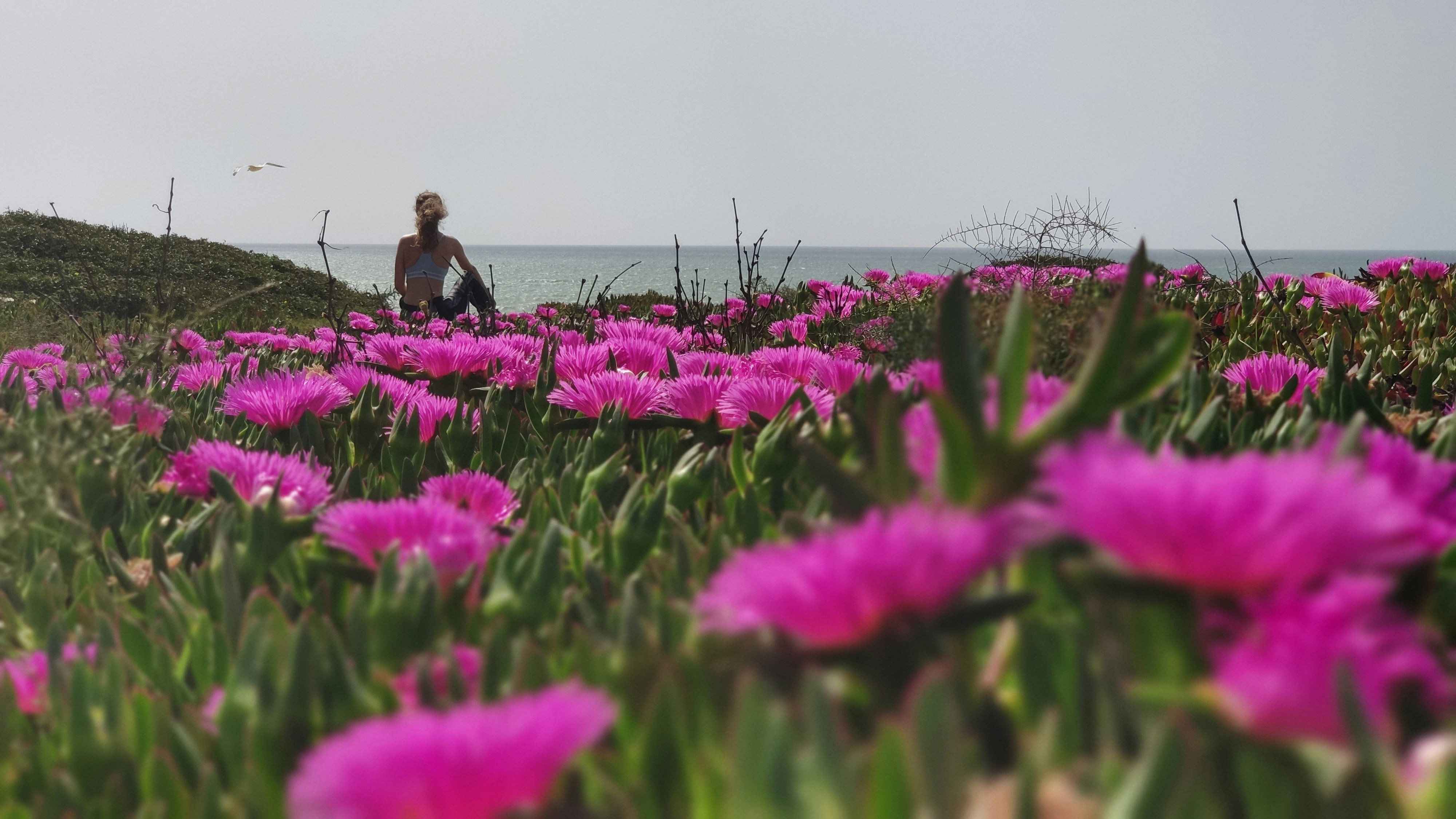 A Lone Figure Among a Sea of Pink Blooms by the Shore