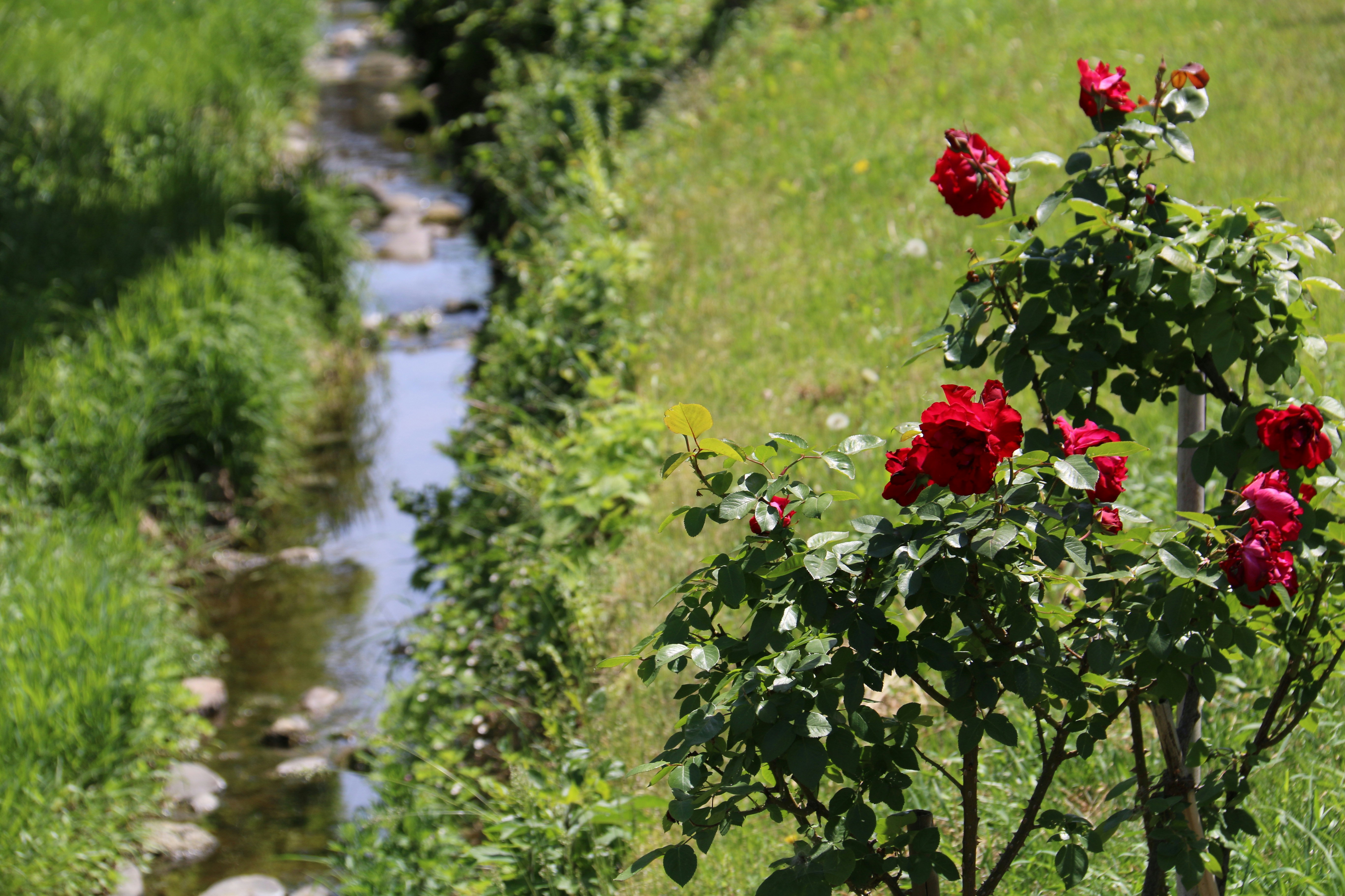 Red roses blooming beside a gentle stream in a lush green landscape.