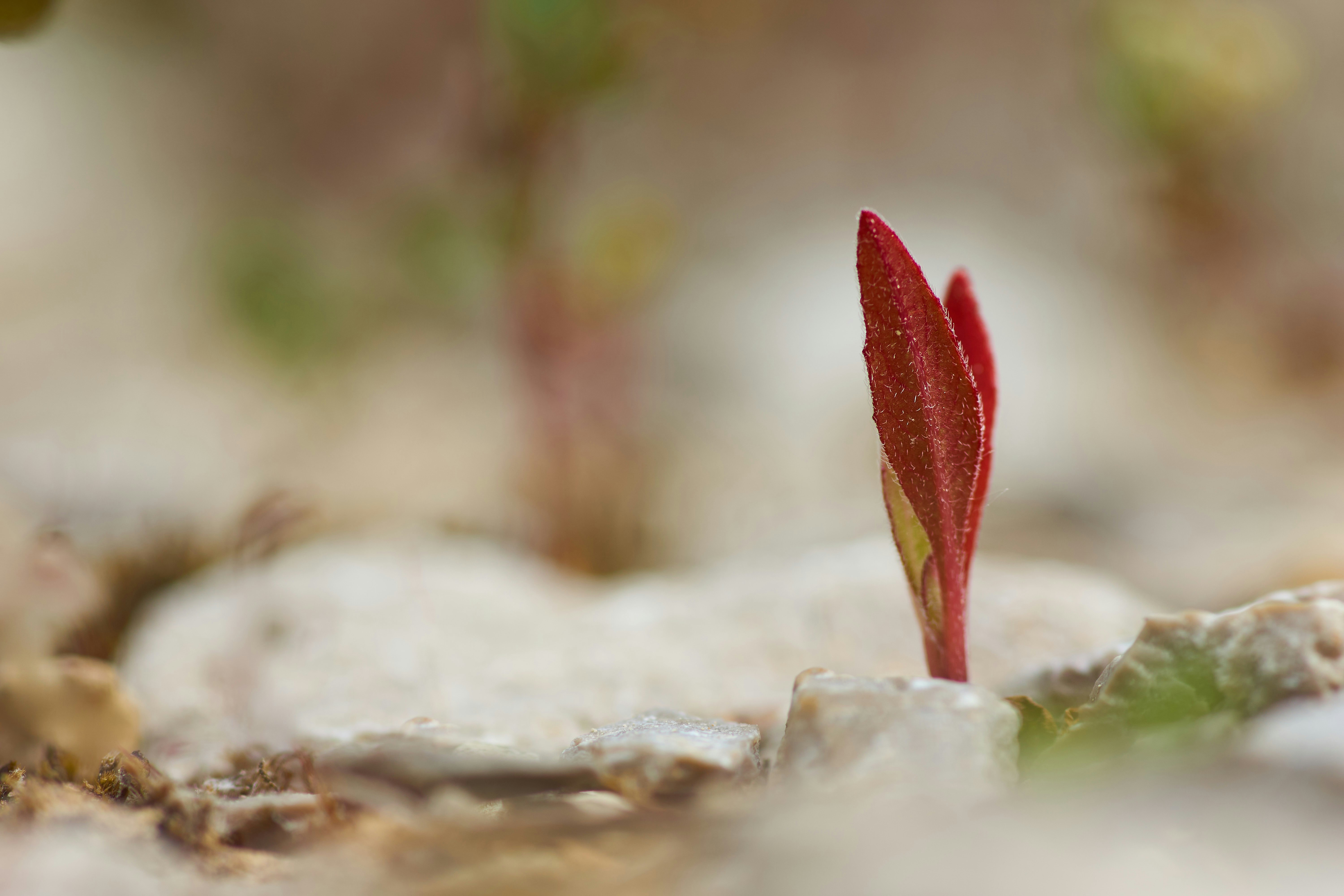 Emergent Red Sprout Breaking Through Pebbles
