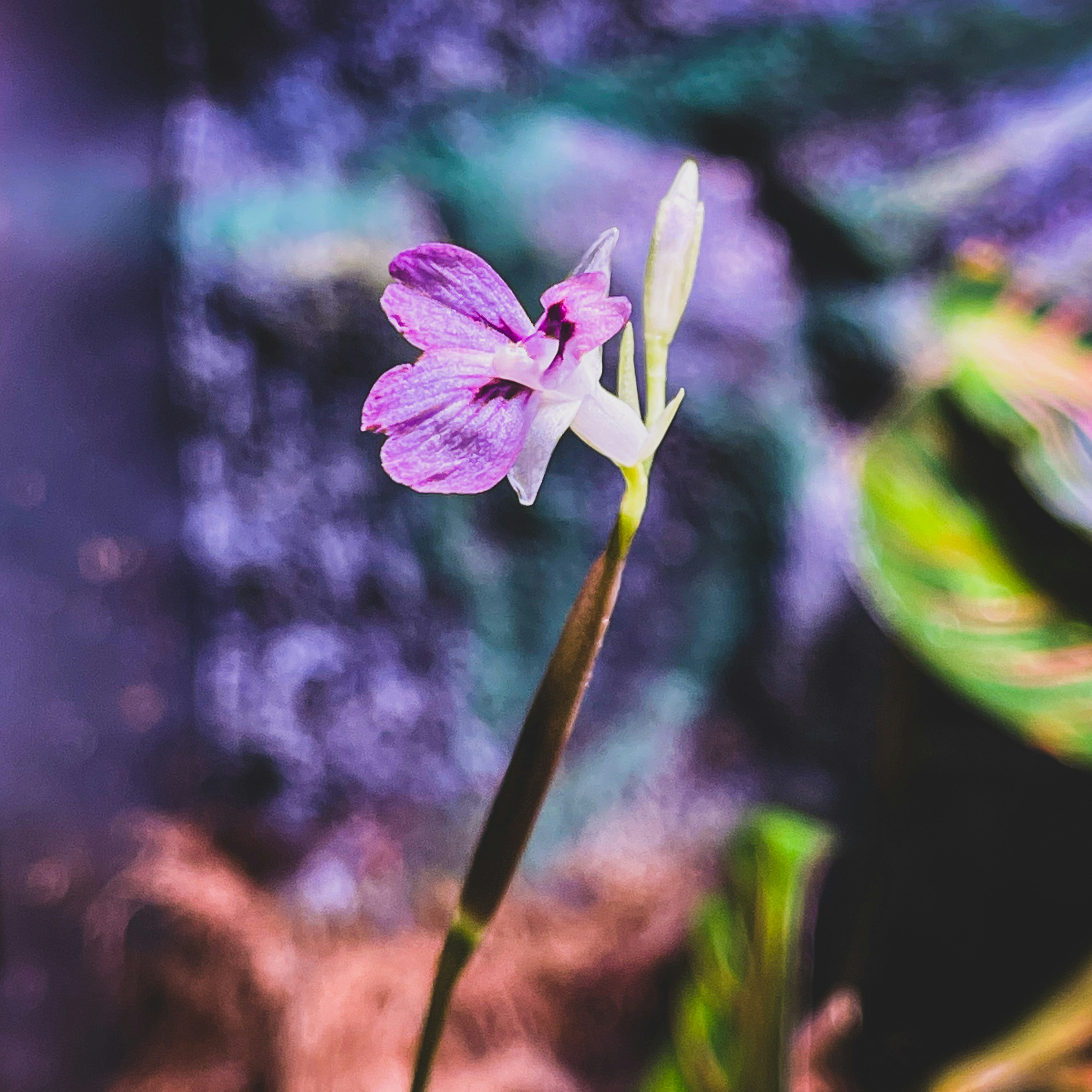 Tim Bish (@tjsocoz) | Unsplash Photo Community