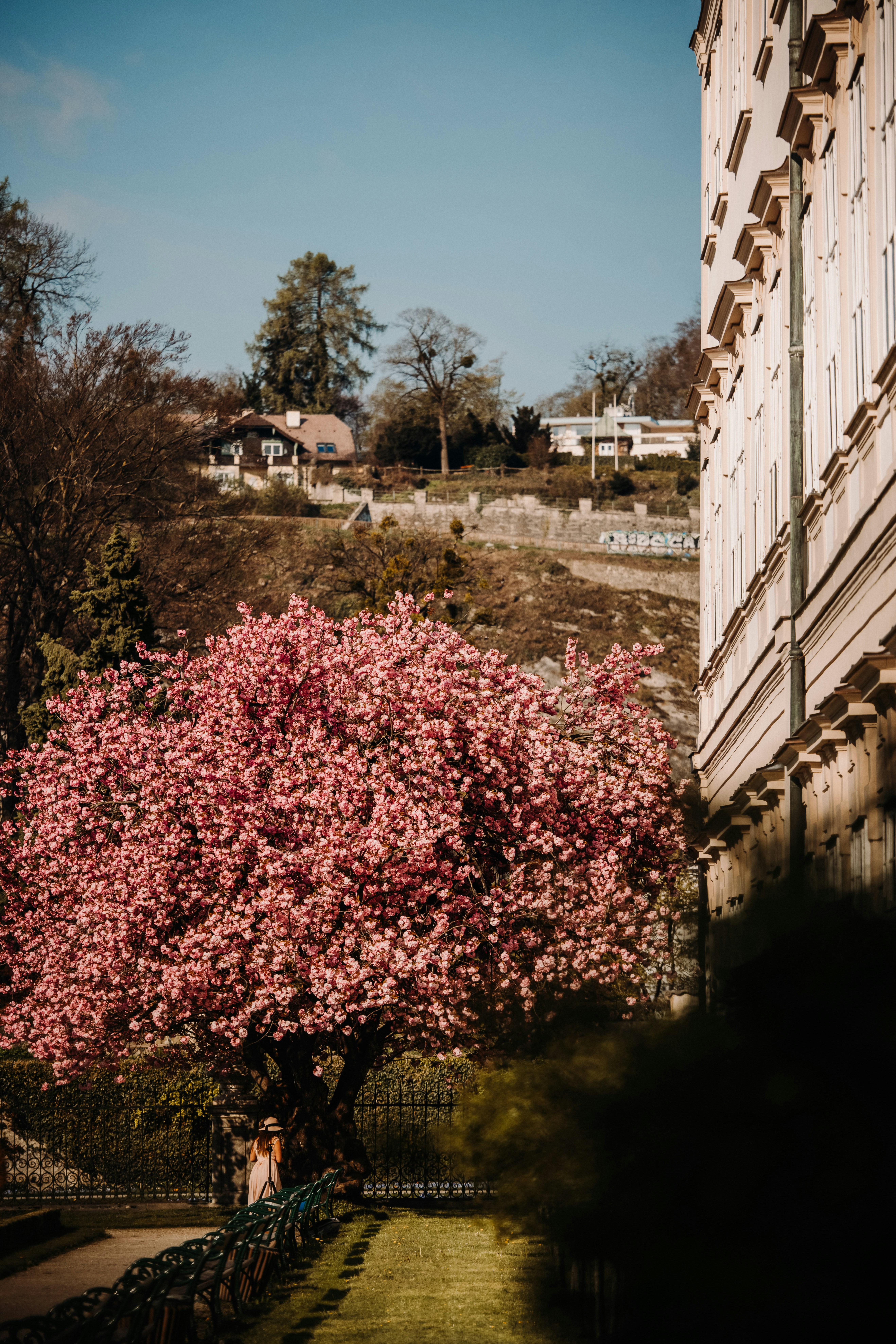 Vibrant cherry blossom tree in full bloom, framed by a historic building and a serene park pathway. The scene captures the essence of spring's renewal.