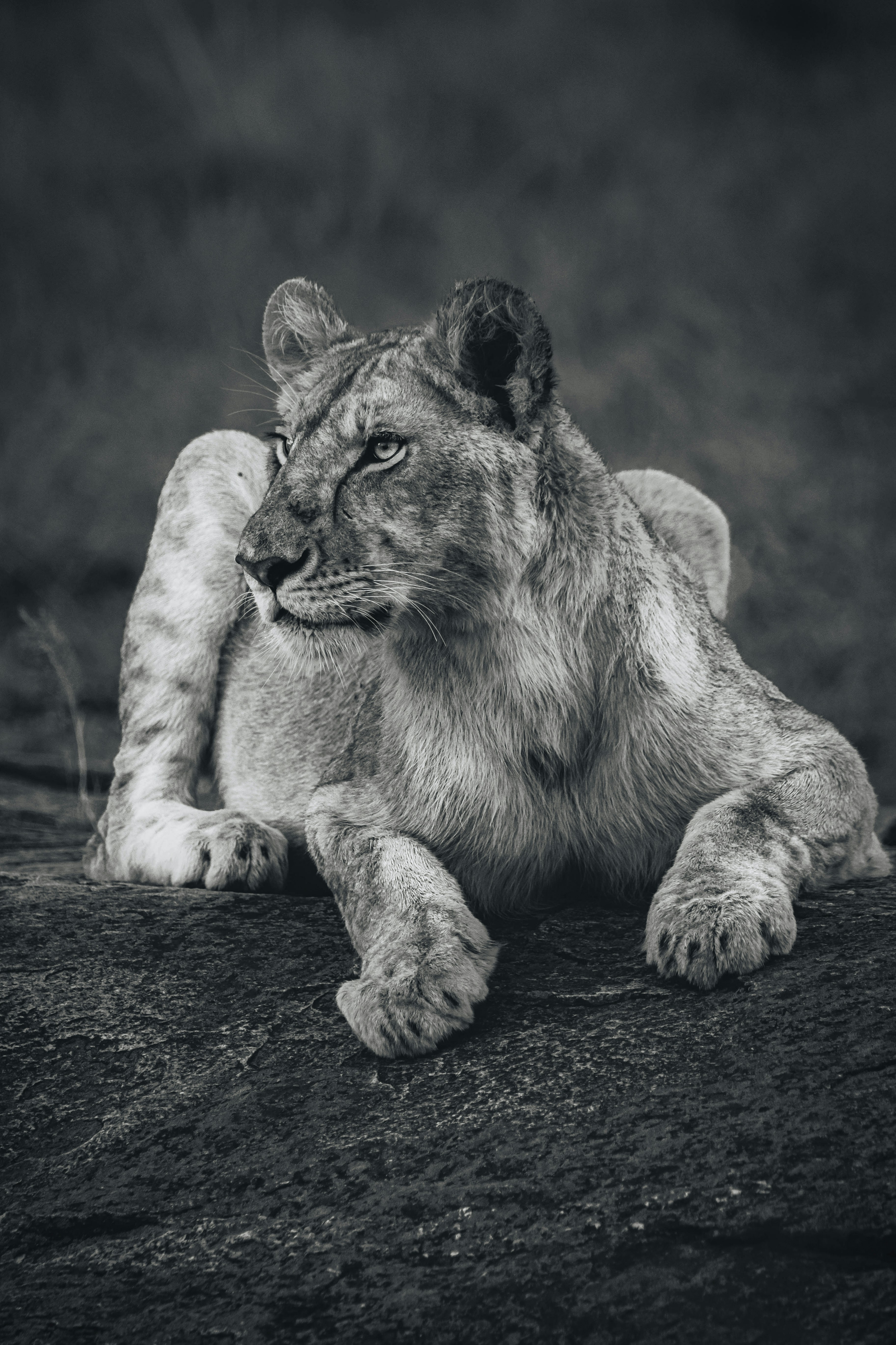 500+ Lioness Pictures | Download Free Images on Unsplash