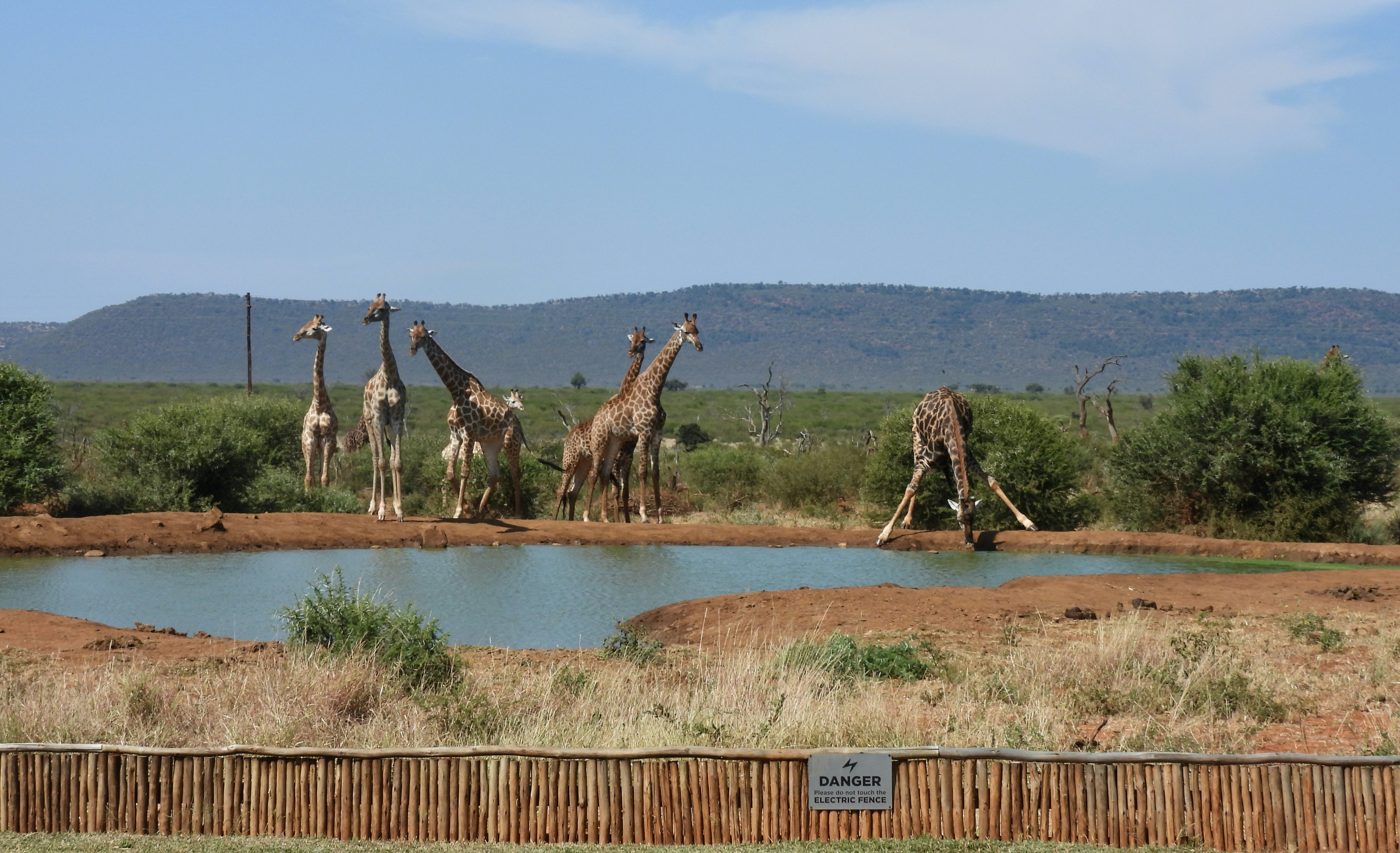 Group of giraffes gathered around a muddy waterhole in a fenced savannah, with distant hills under a blue sky.