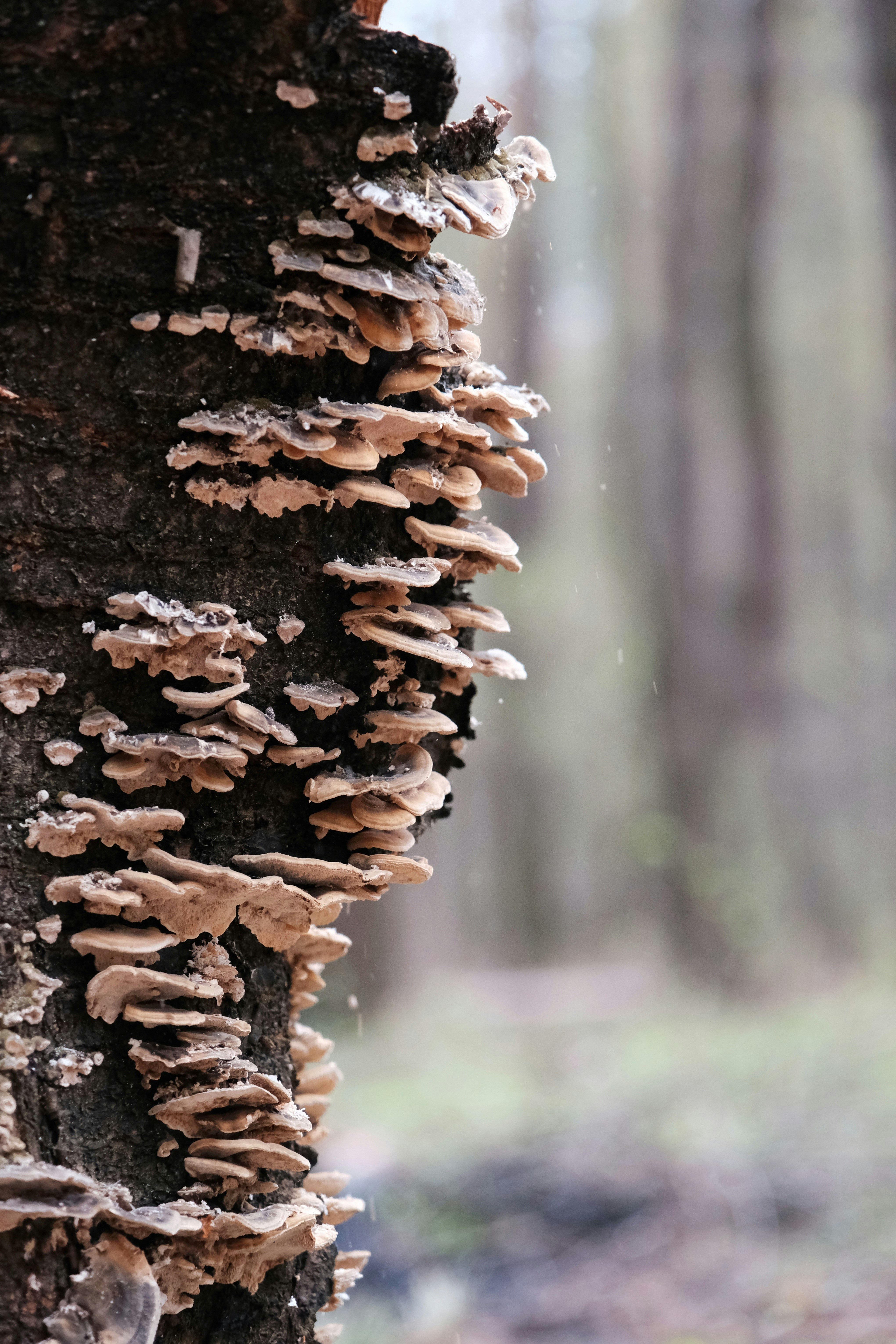 brown tree trunk in close up photography