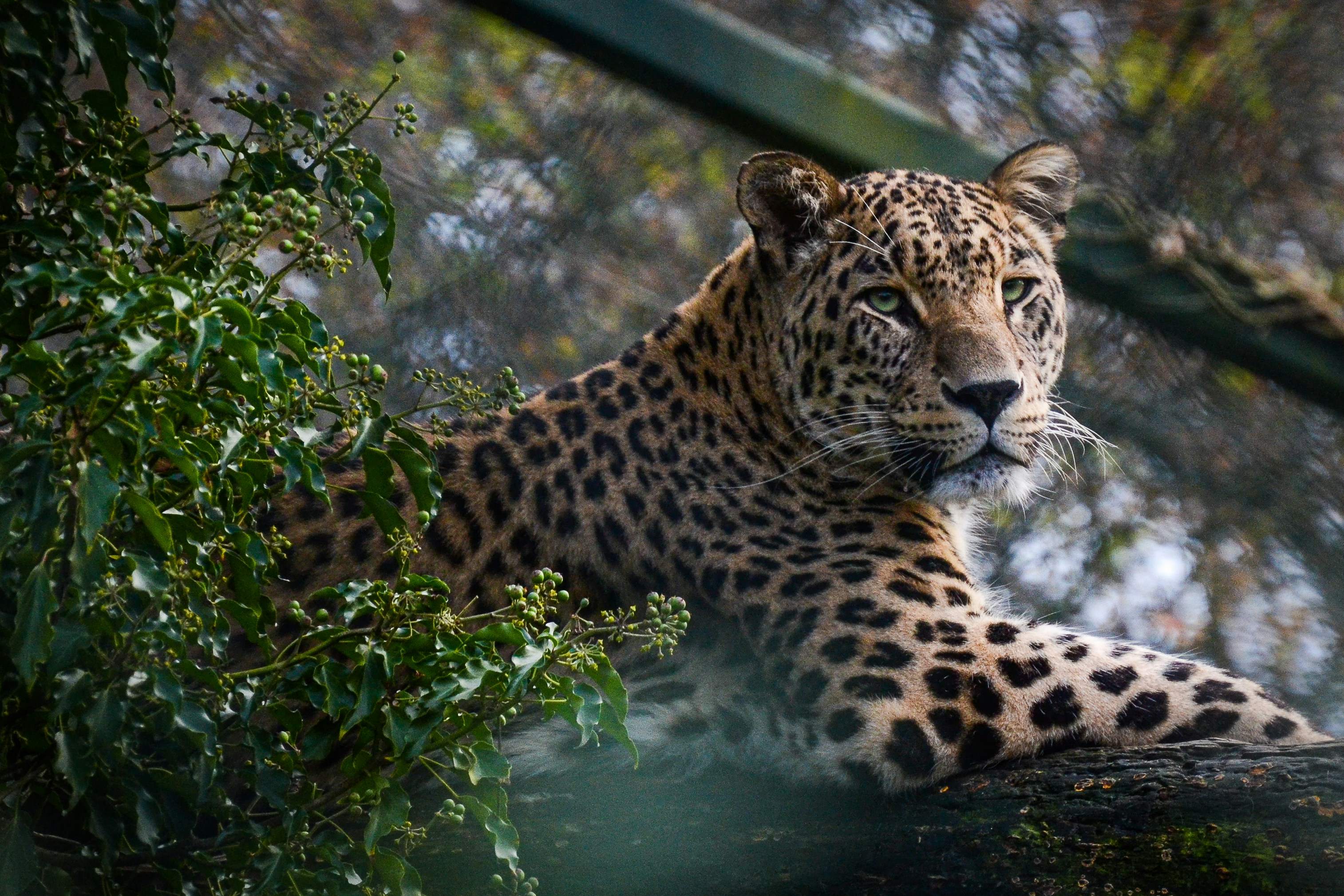 Male Persian Panther at Safaripark De Beekse Bergen | leopard in water during daytime