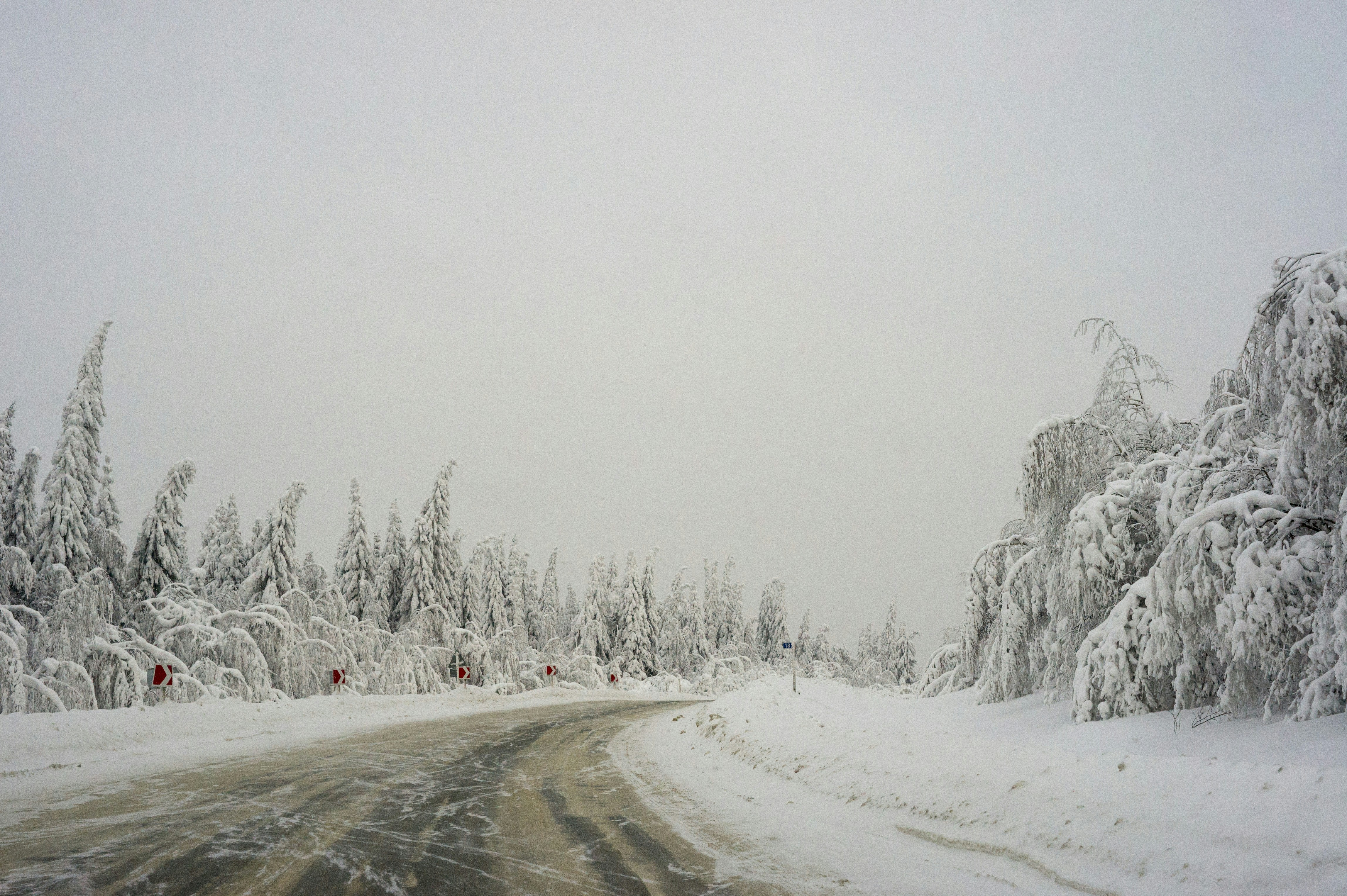 snow covered road between trees during daytime