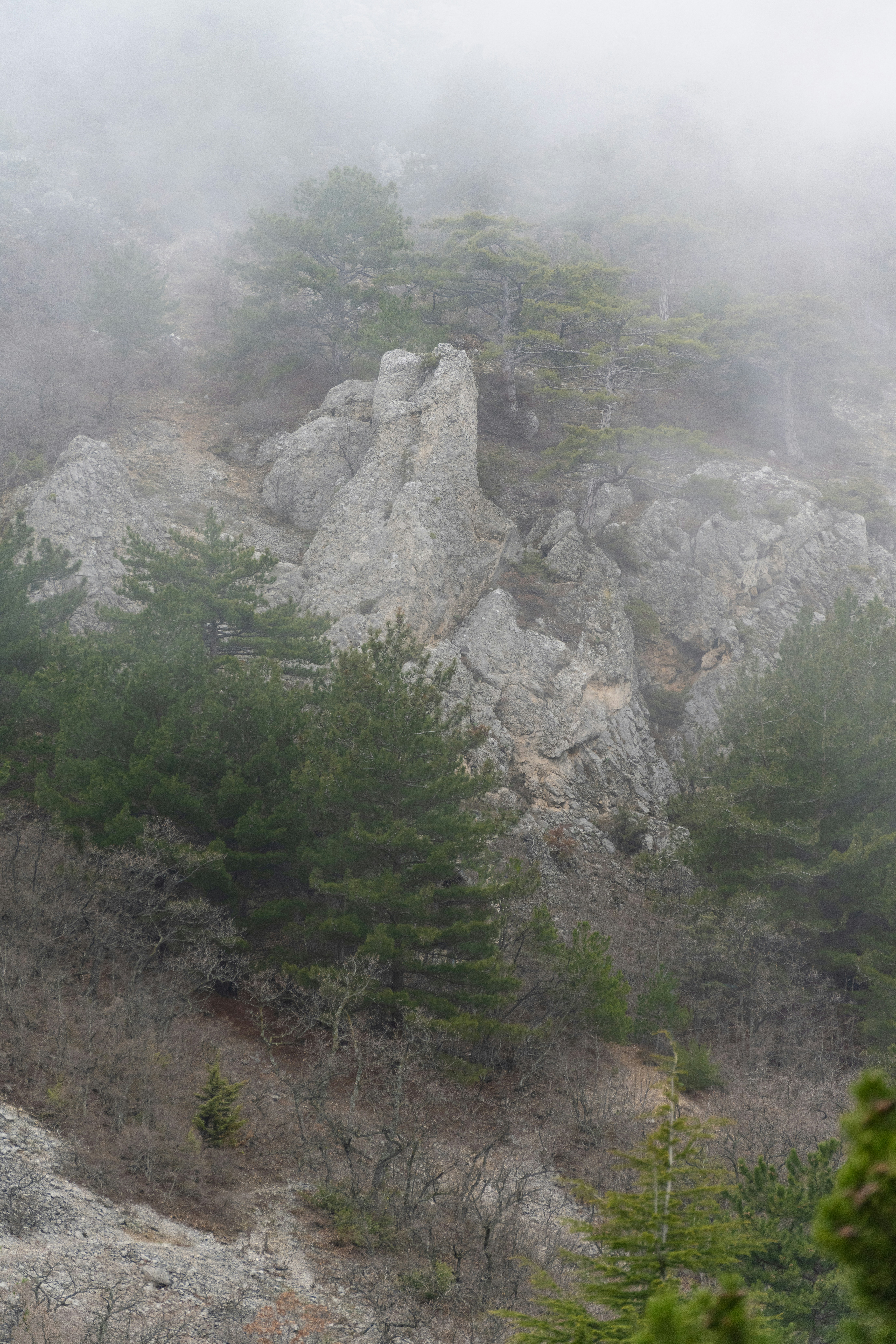Mist-Wrapped Granite Spires Above a Silent Pine Forest