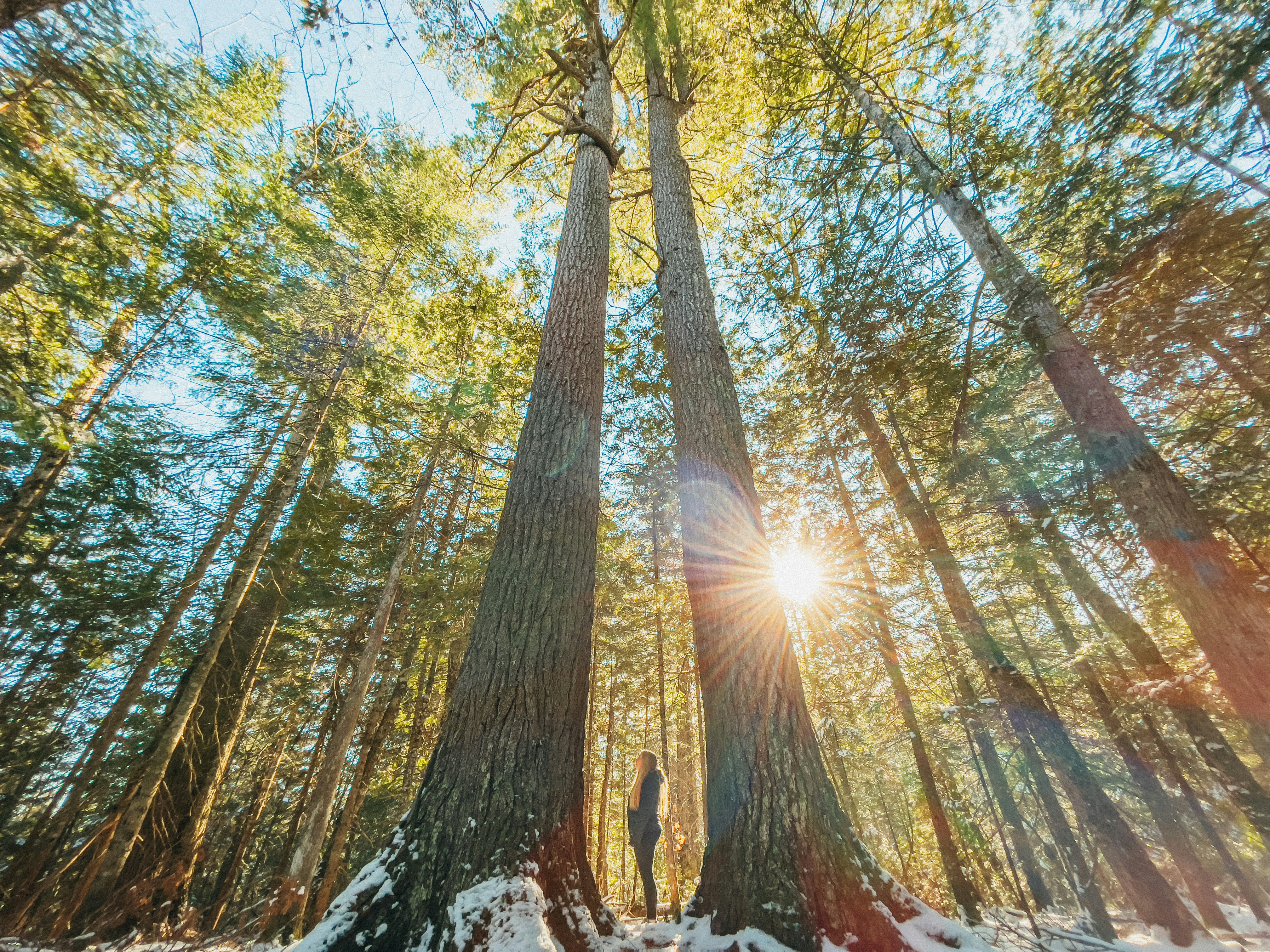 Between Giants: A lone figure bathed in sunlit forest