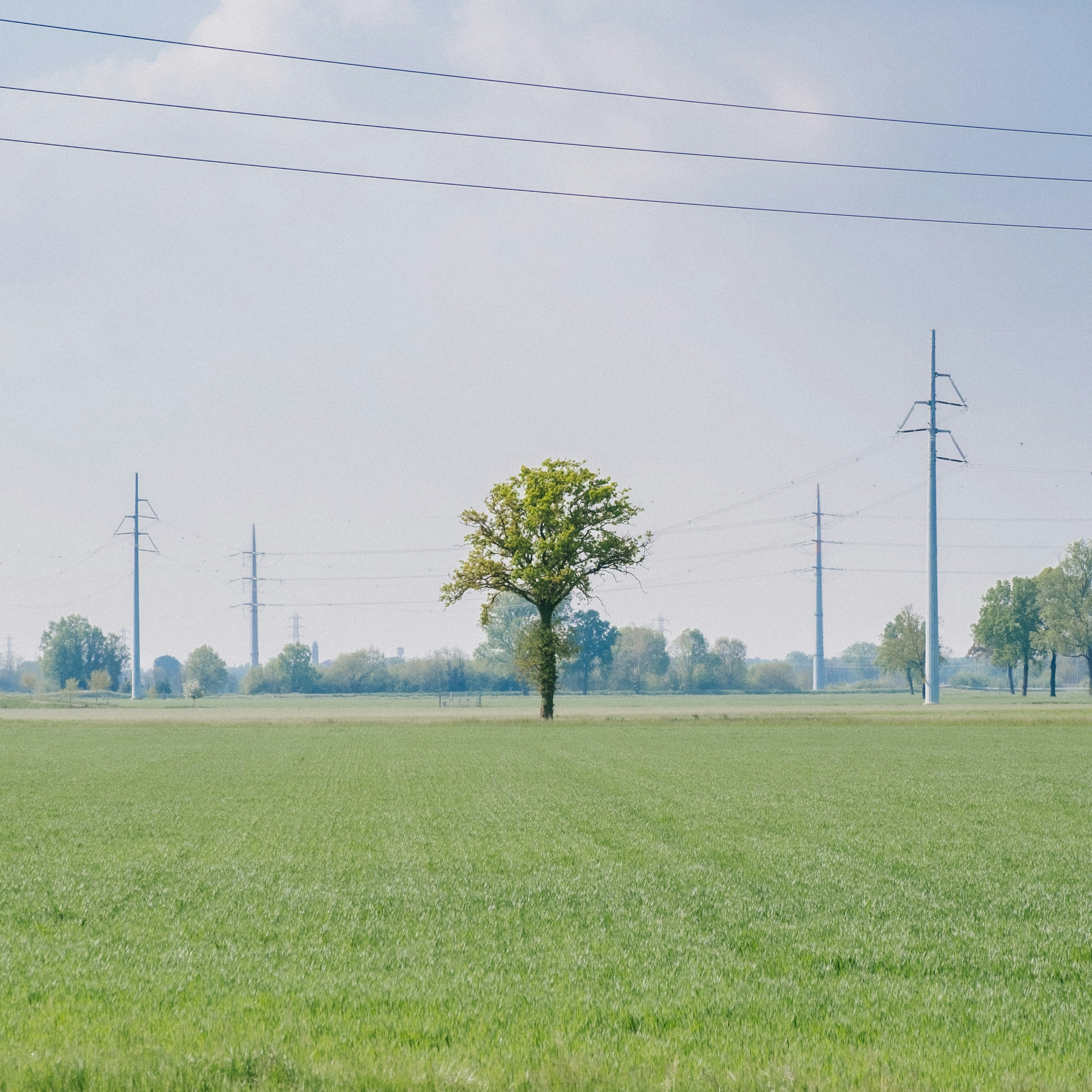 Solitary Tree Standing Across the Green Field