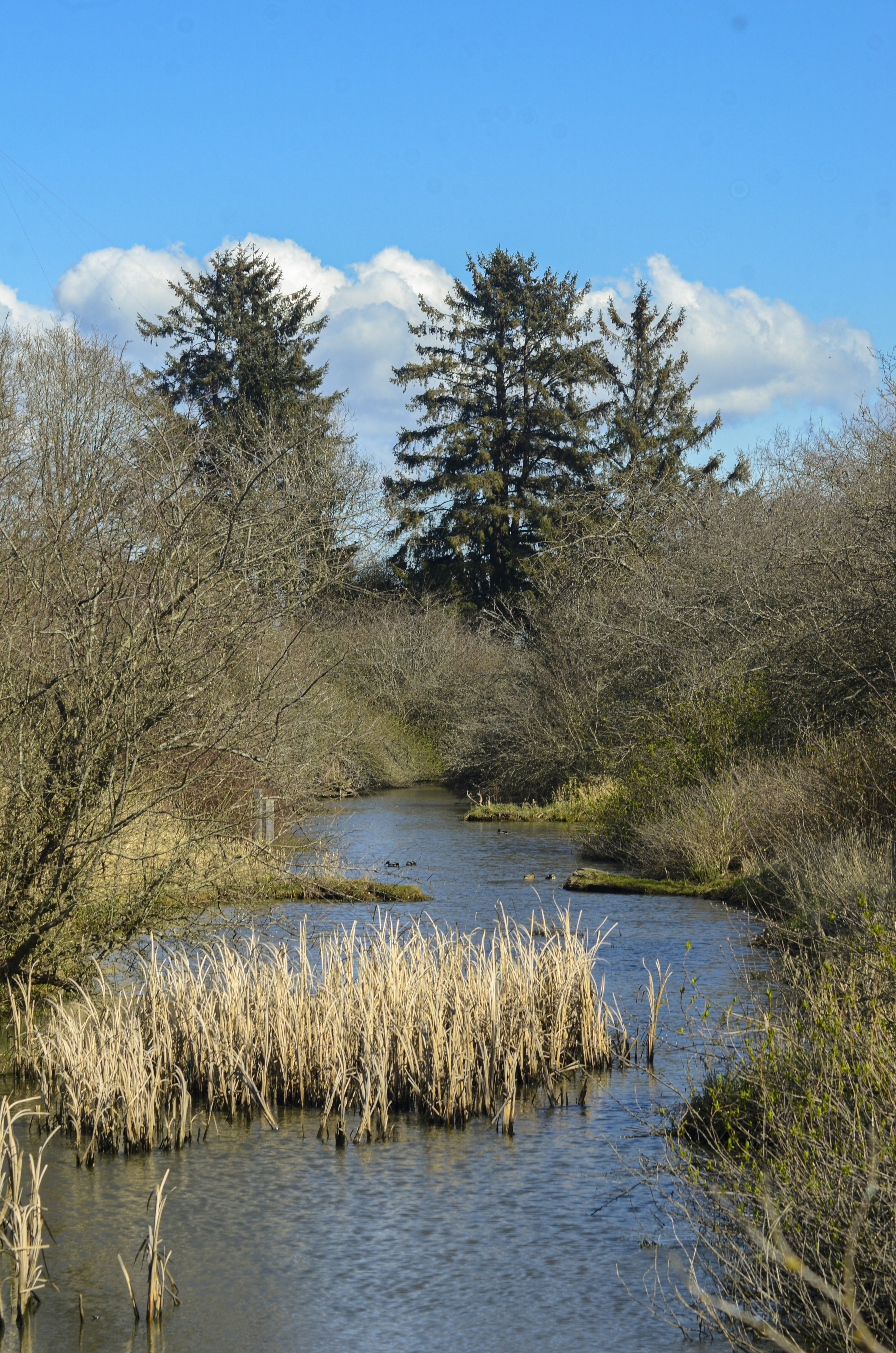 Creek Bend Framed by Conifer Sentinels in a Quiet Riverbank Scene