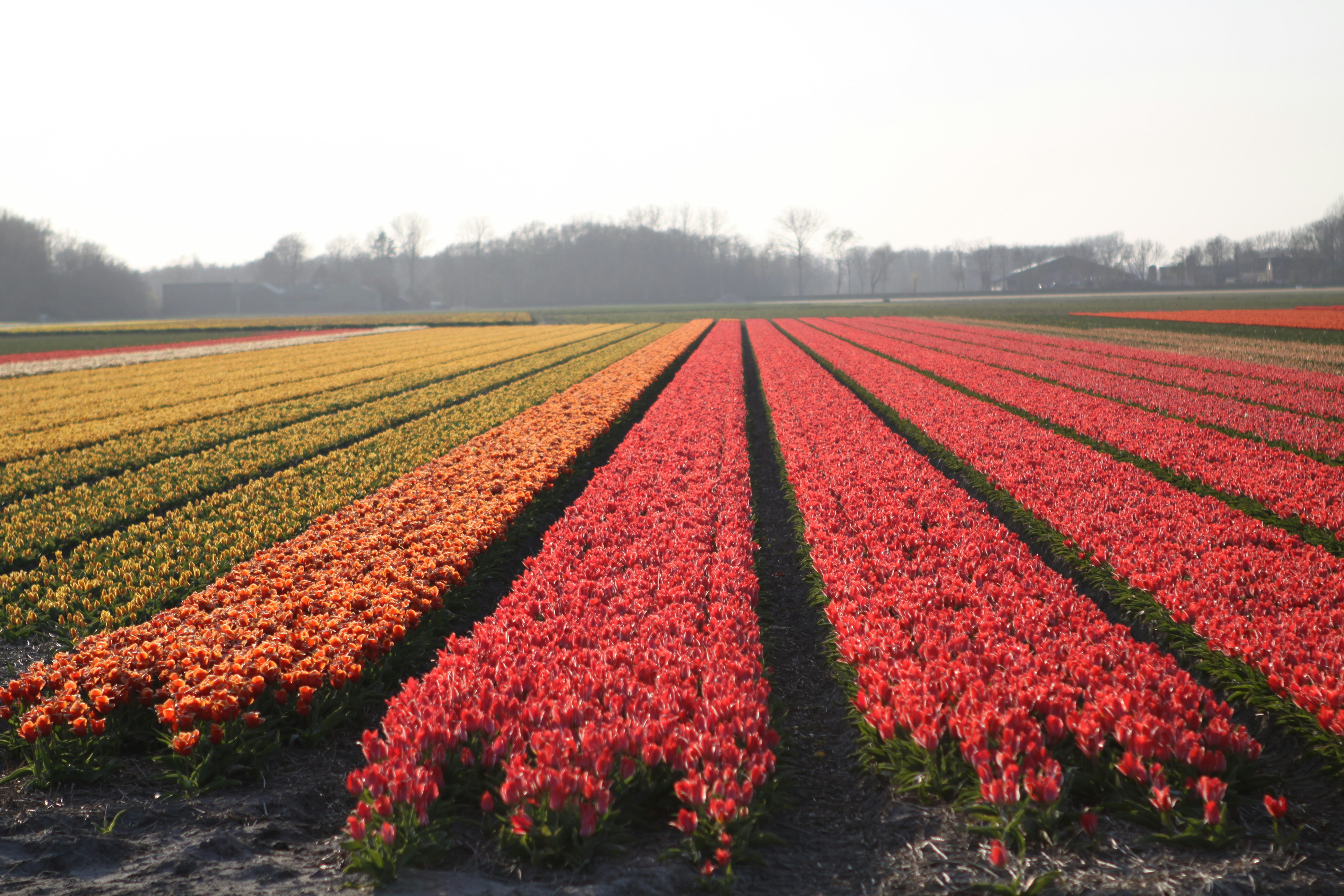 Vibrant Tapestry of Spring Blooms