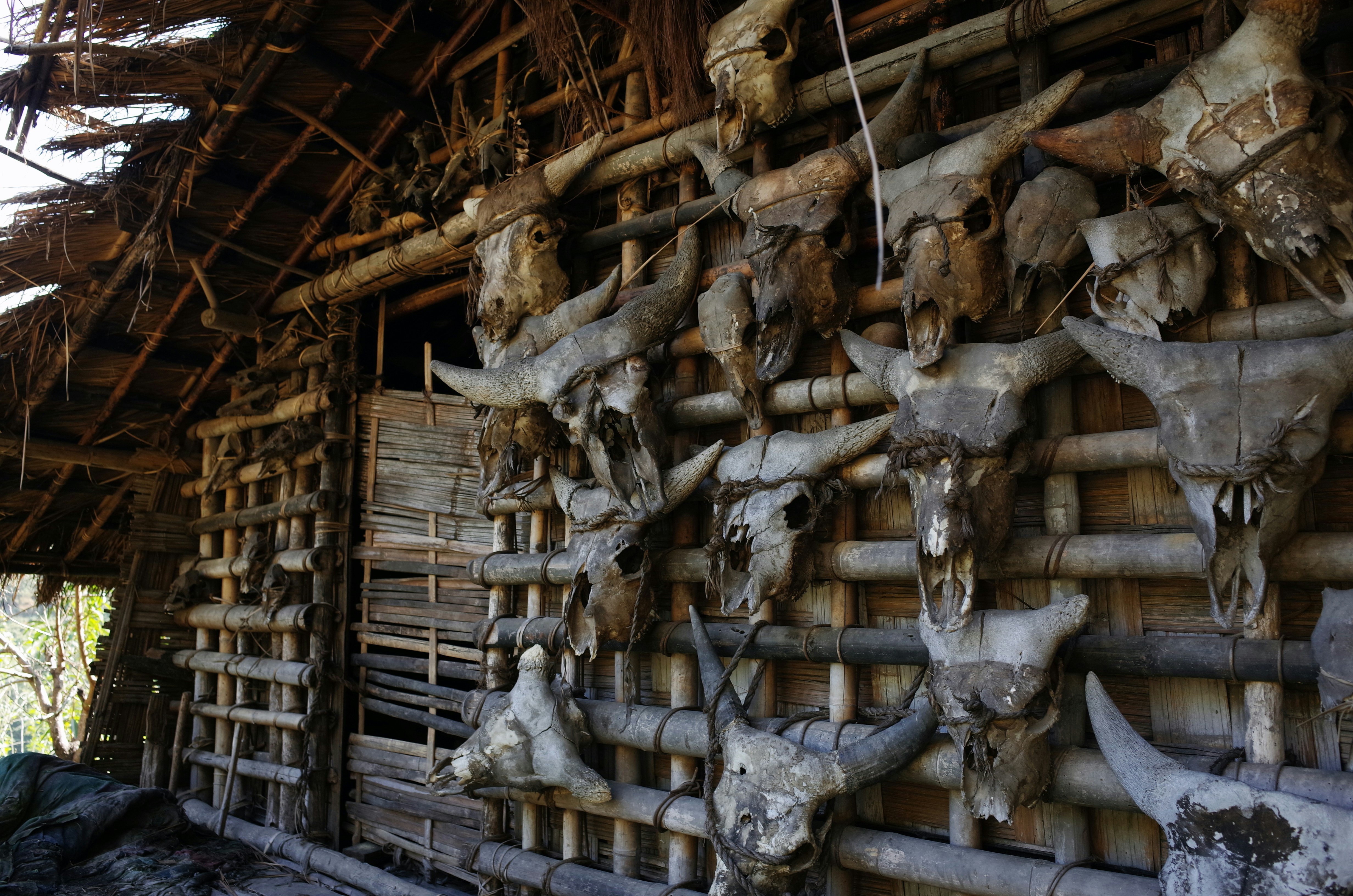 Décoration murale tête de mort animal en bois marron photo – Photo ...