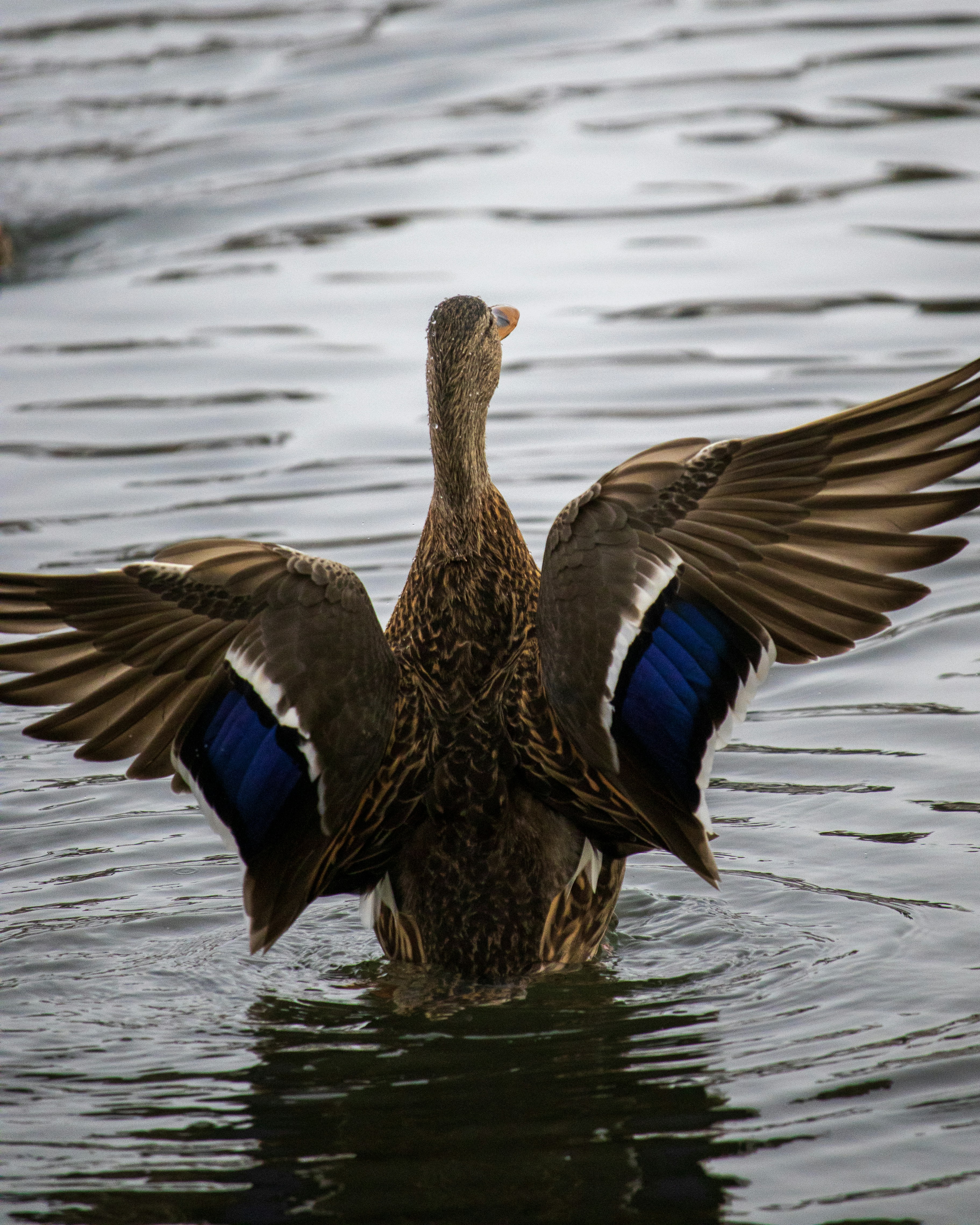 Winged Spotlight on a Quiet Pond: A Duck Unfurls Its Wings