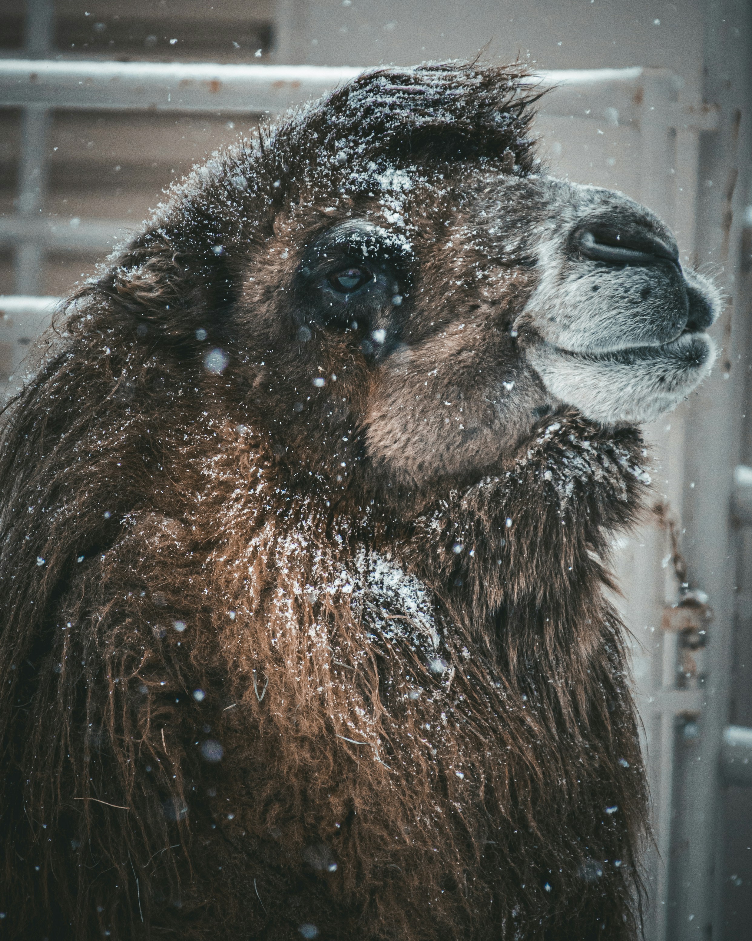 A close-up portrait of a camel adorned with a dusting of snow, showcasing its expressive features and thick fur. The scene captures the essence of winter's chill.