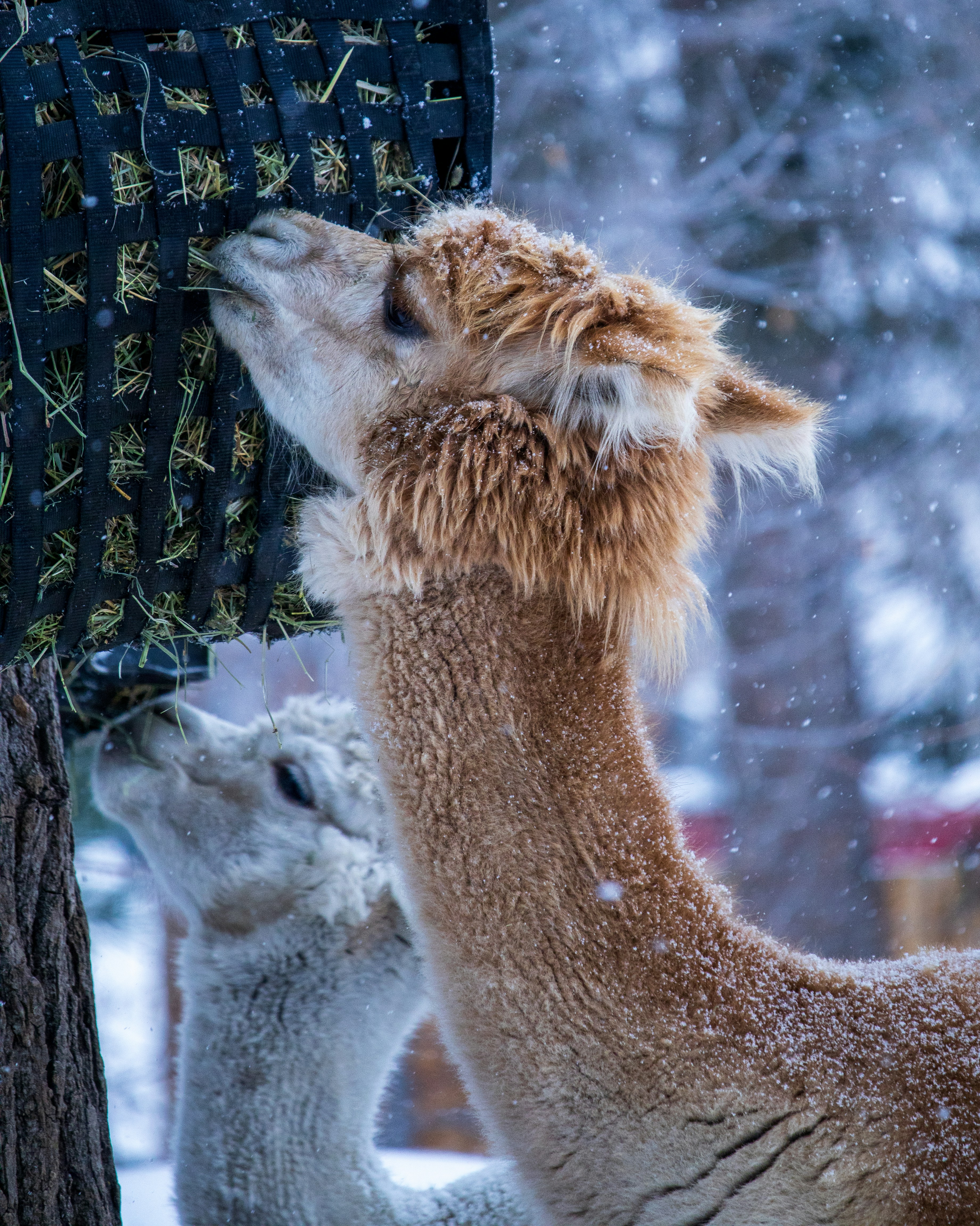 brown and white giraffe on blue and white textile