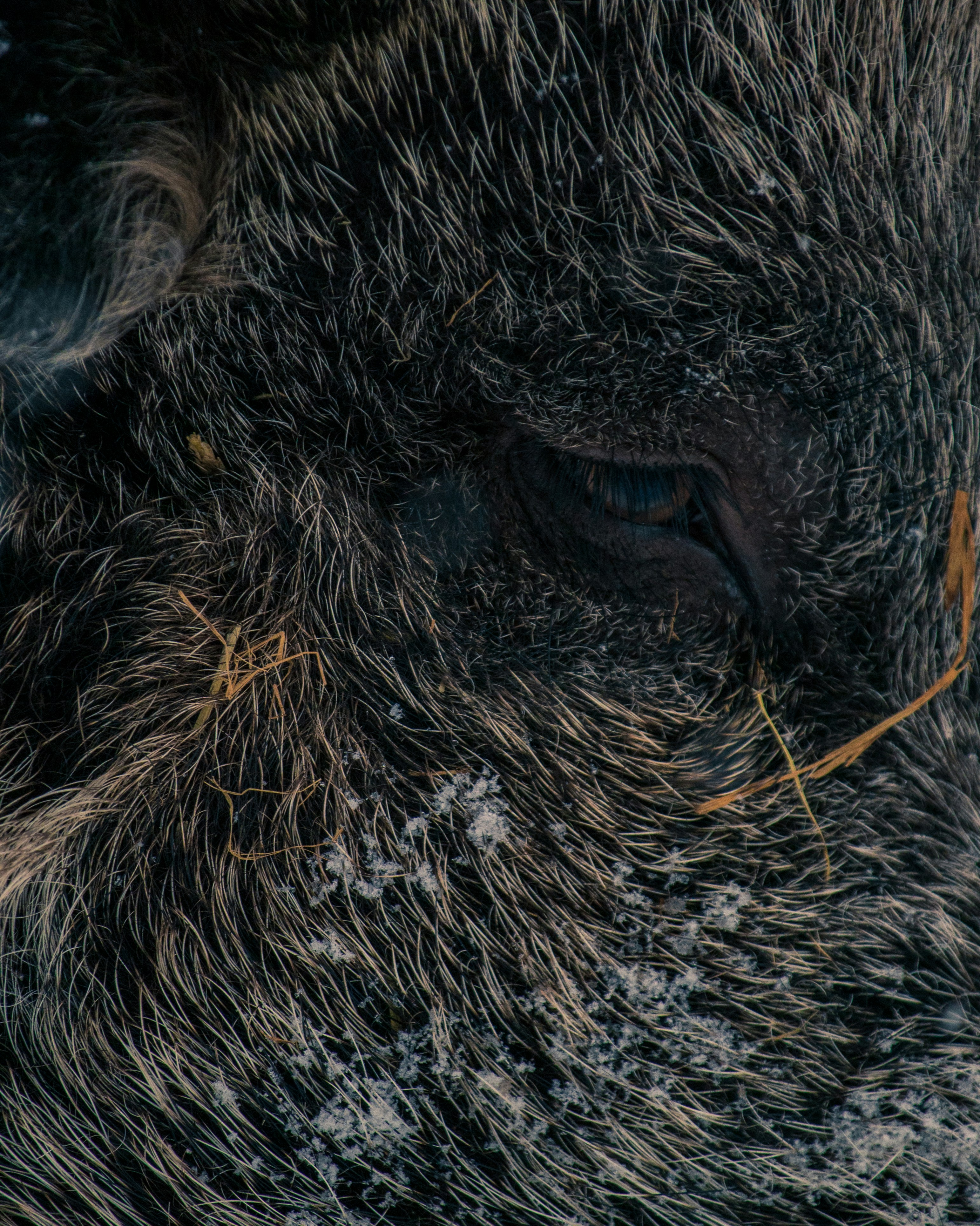 black and brown animal eye